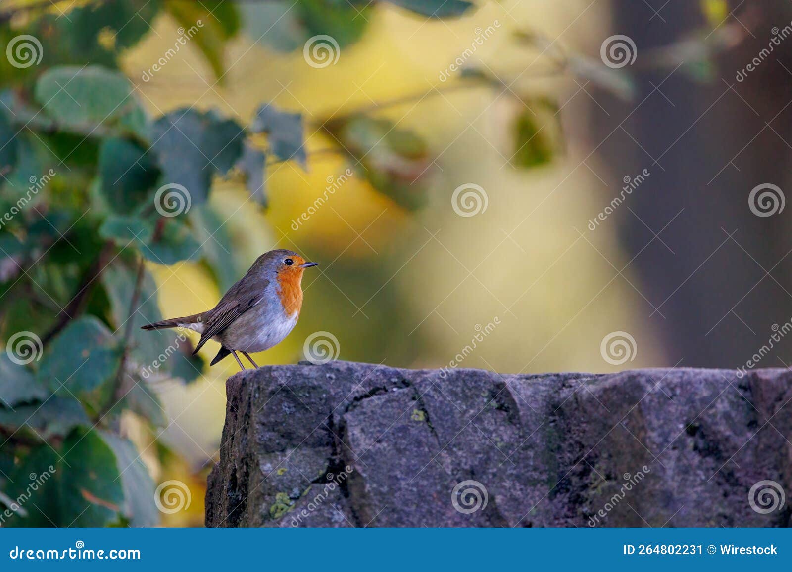 European Robin (Erithacus Rubecula) Perched on Rock Stock Image - Image ...