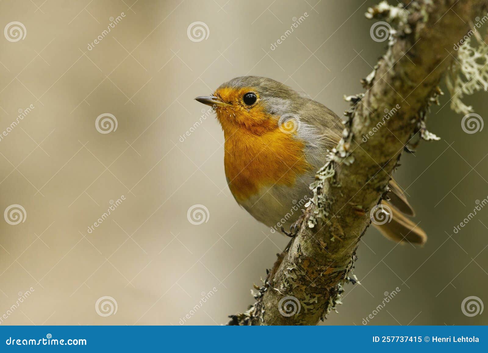 European Robin (erithacus Rubecula) Sitting on a Branch in the Forest ...