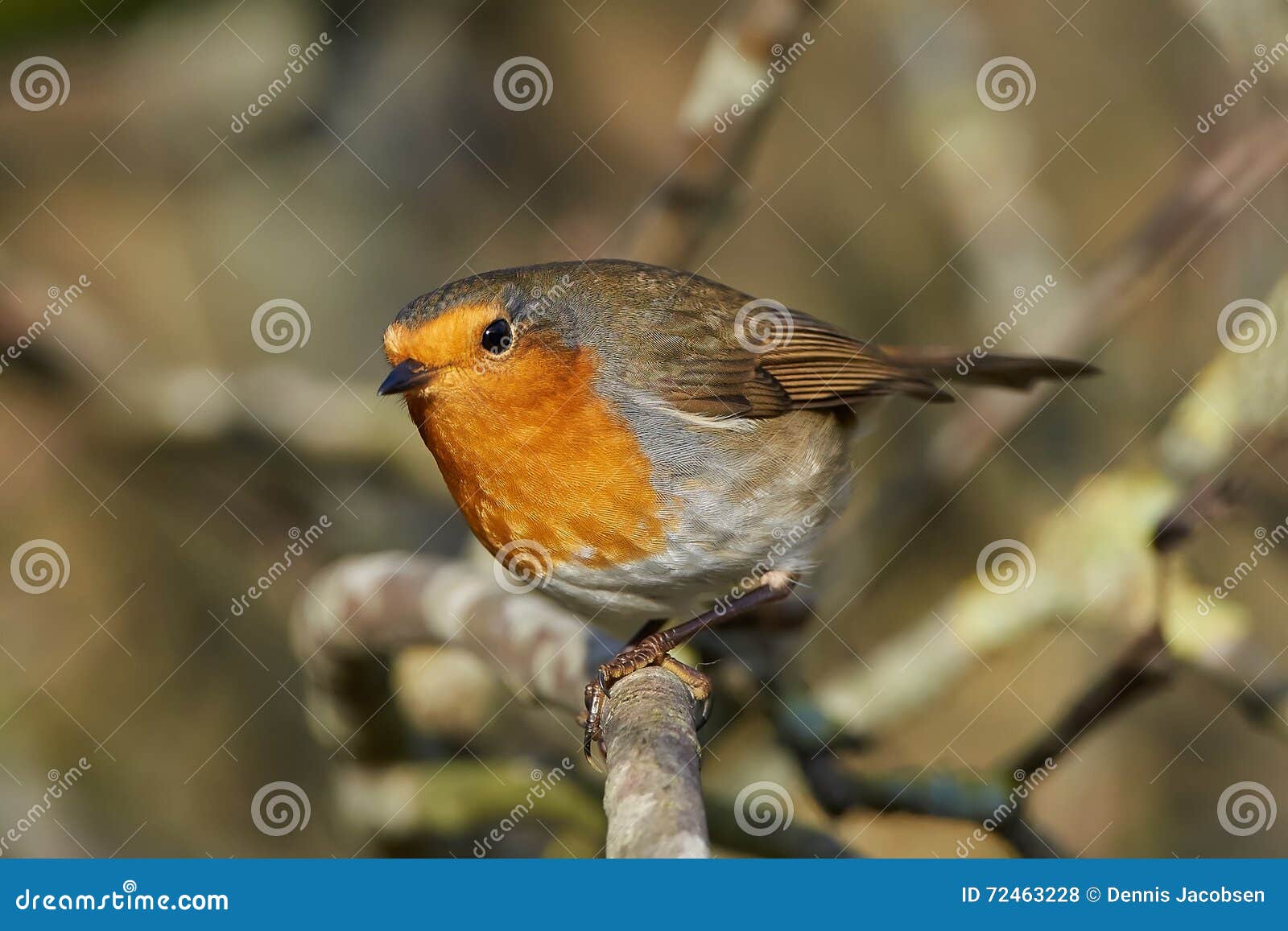 European Robin (Erithacus Rubecula) Stock Photo - Image of habitat ...
