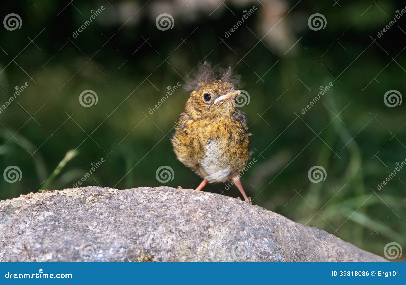 European robin fledgling stock photo. Image of feathers - 39818086