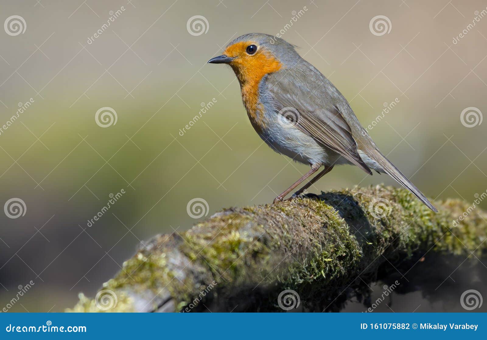 European Robin Good Posing on a Moss Covered Old Tree Trunk Stock Photo ...