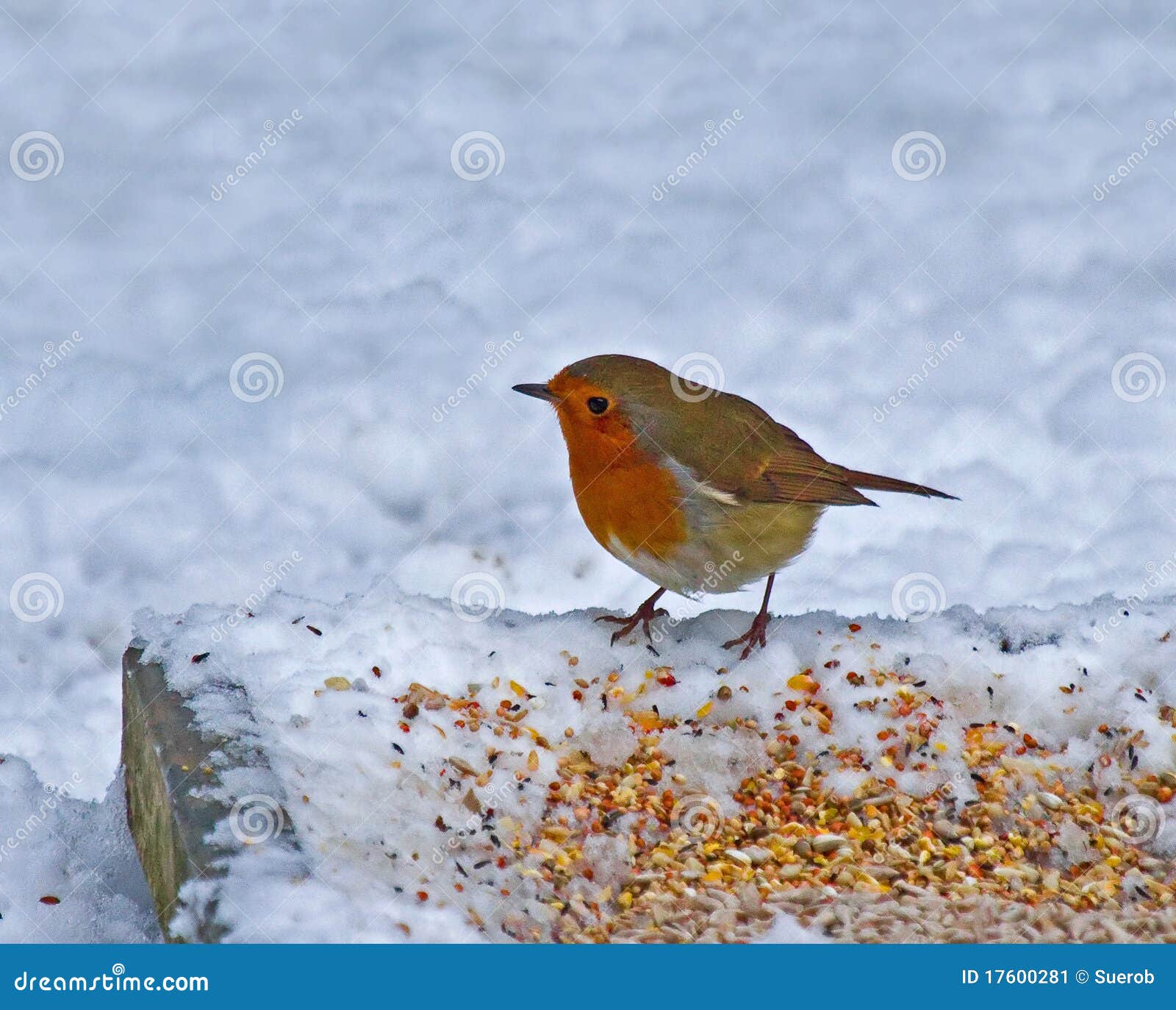 European Robin on Ground Feeder in Snow Stock Image - Image of seed ...