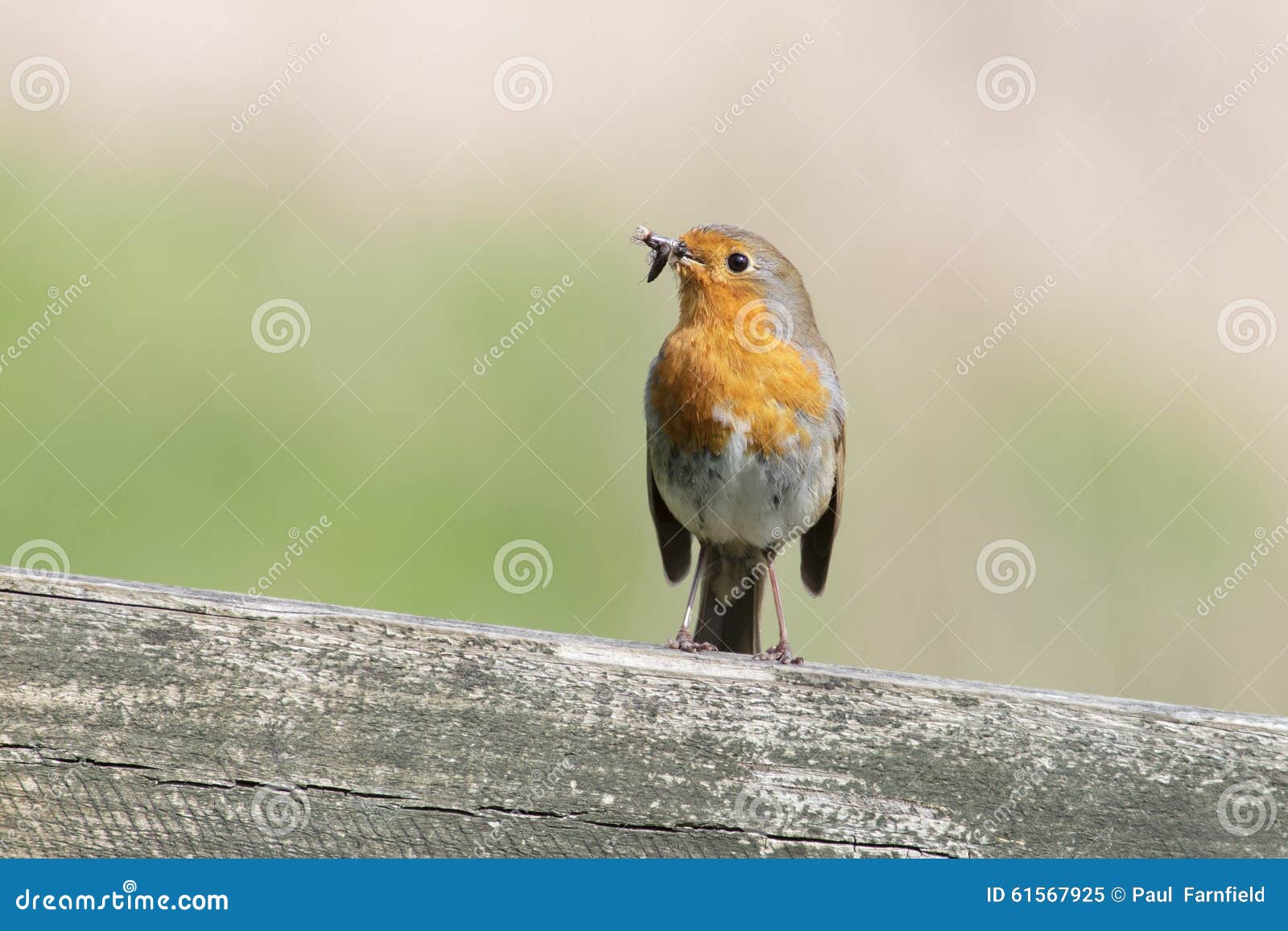 European Robin with Insects Stock Image - Image of robin, breast: 61567925