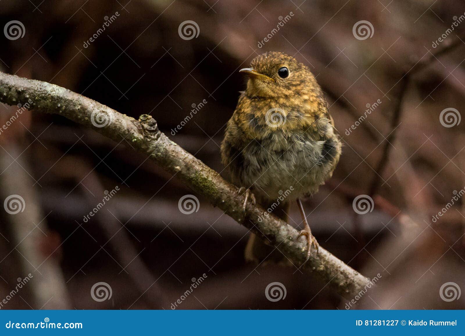 European robin stock image. Image of estonia, rubecula - 81281227