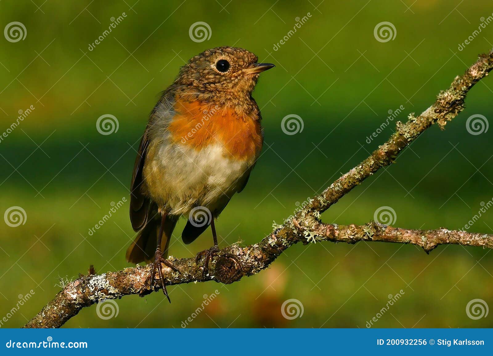 European Robin Juvenile, Erithacus Rubecula Stock Photo - Image of ...