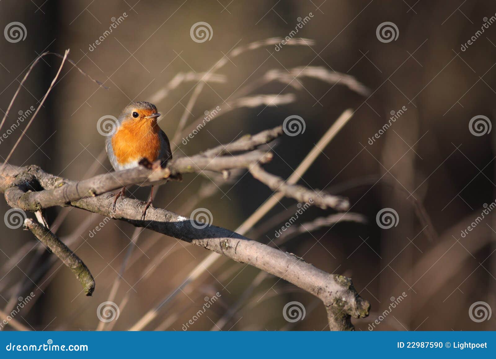 European Robin Perched on a Branch Stock Photo - Image of nature, sing ...