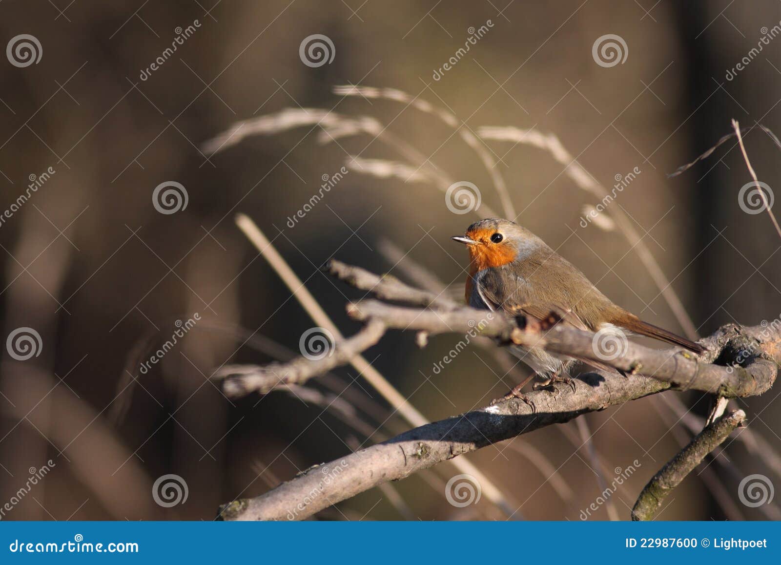 European Robin Perched on a Branch Stock Photo - Image of avian, branch ...