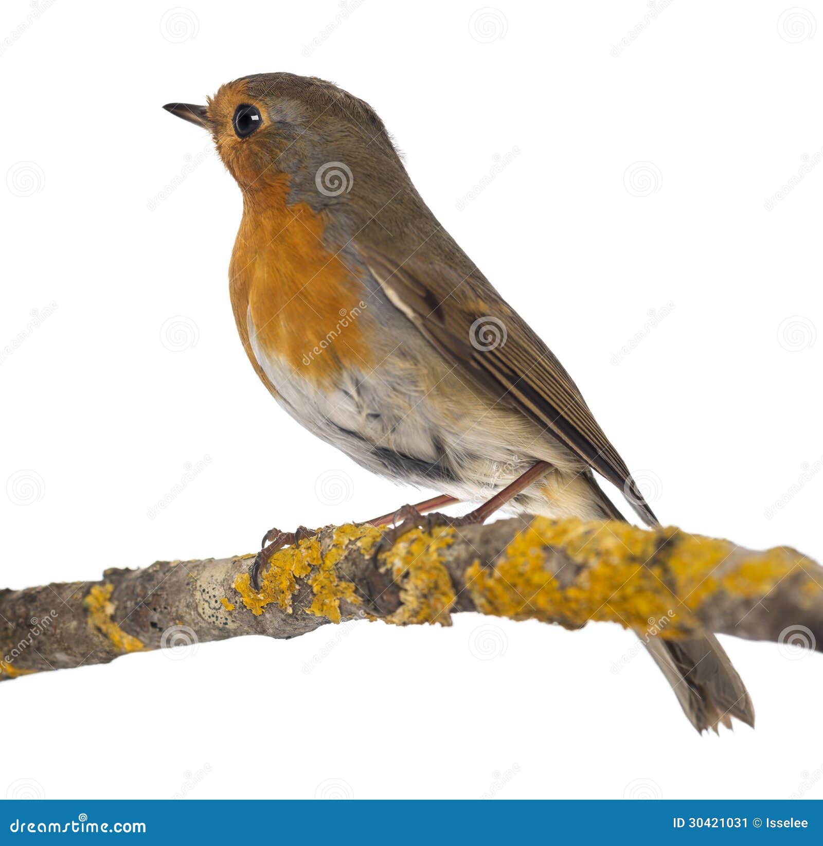 European Robin Perched on a Branch - Erithacus Rubecula Stock Image ...