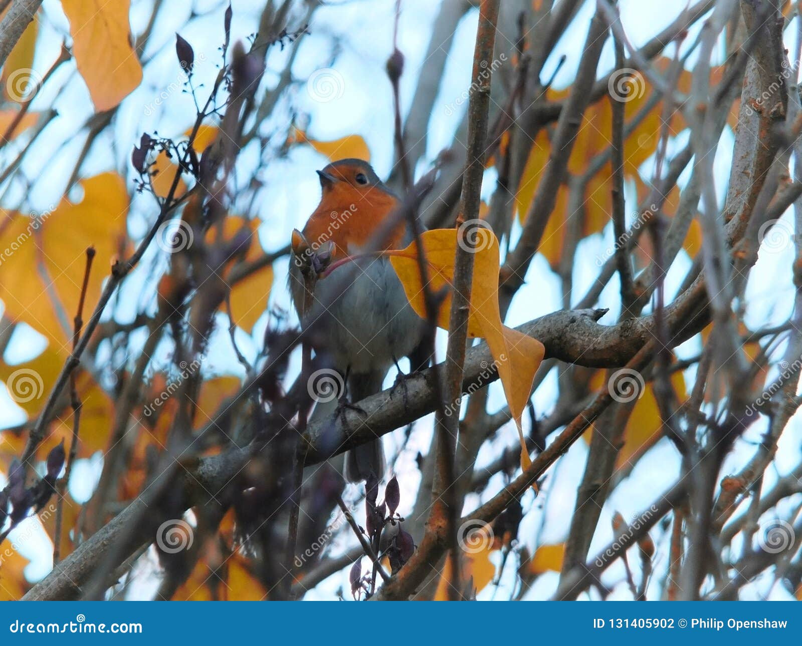 European Robin Perched in a Tree with Bright Autumn Leaves and a ...