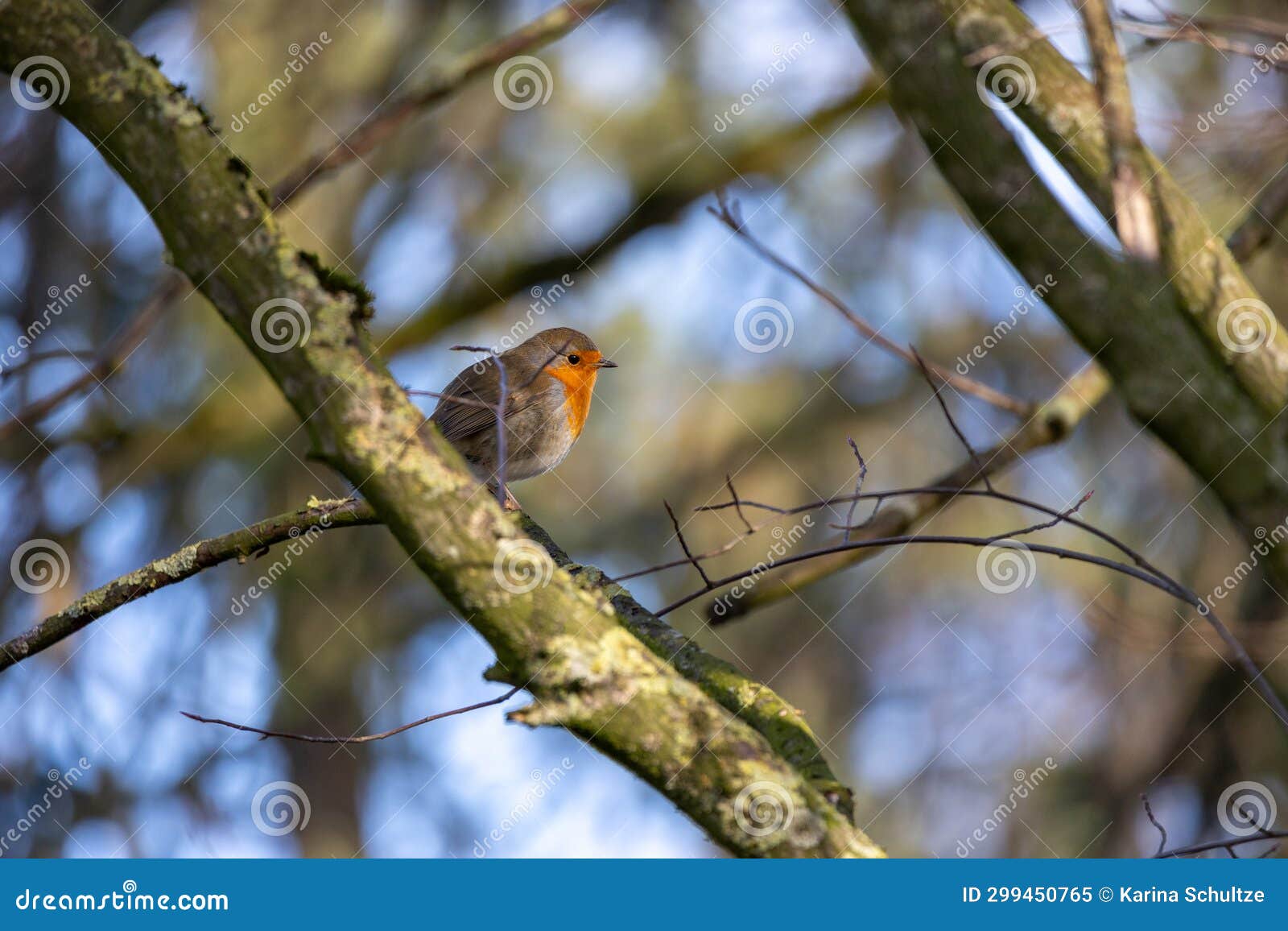 European Robin Posing on a Lichen Perch Stock Image - Image of animal ...