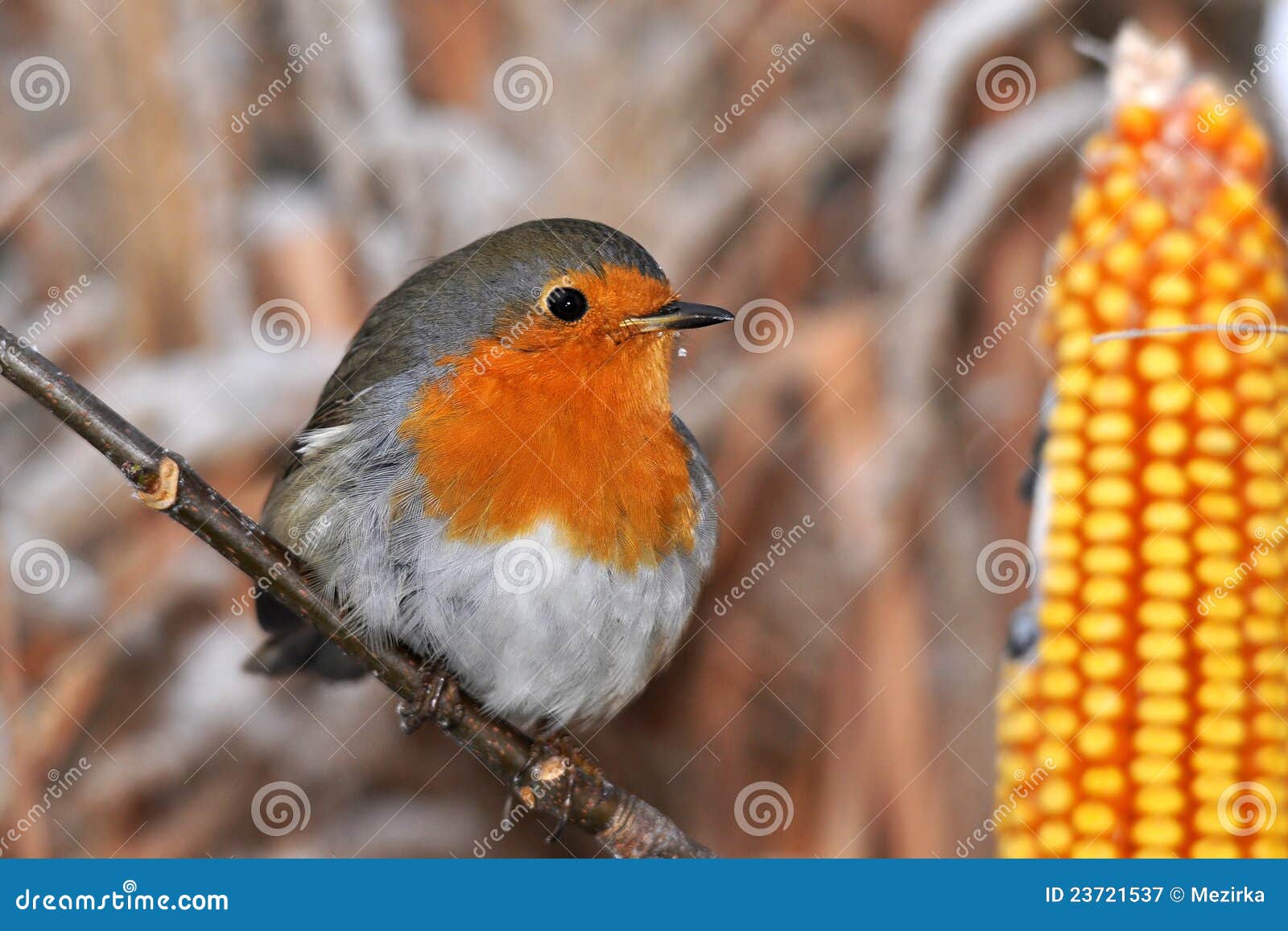 European robin redbreast stock image. Image of european - 23721537