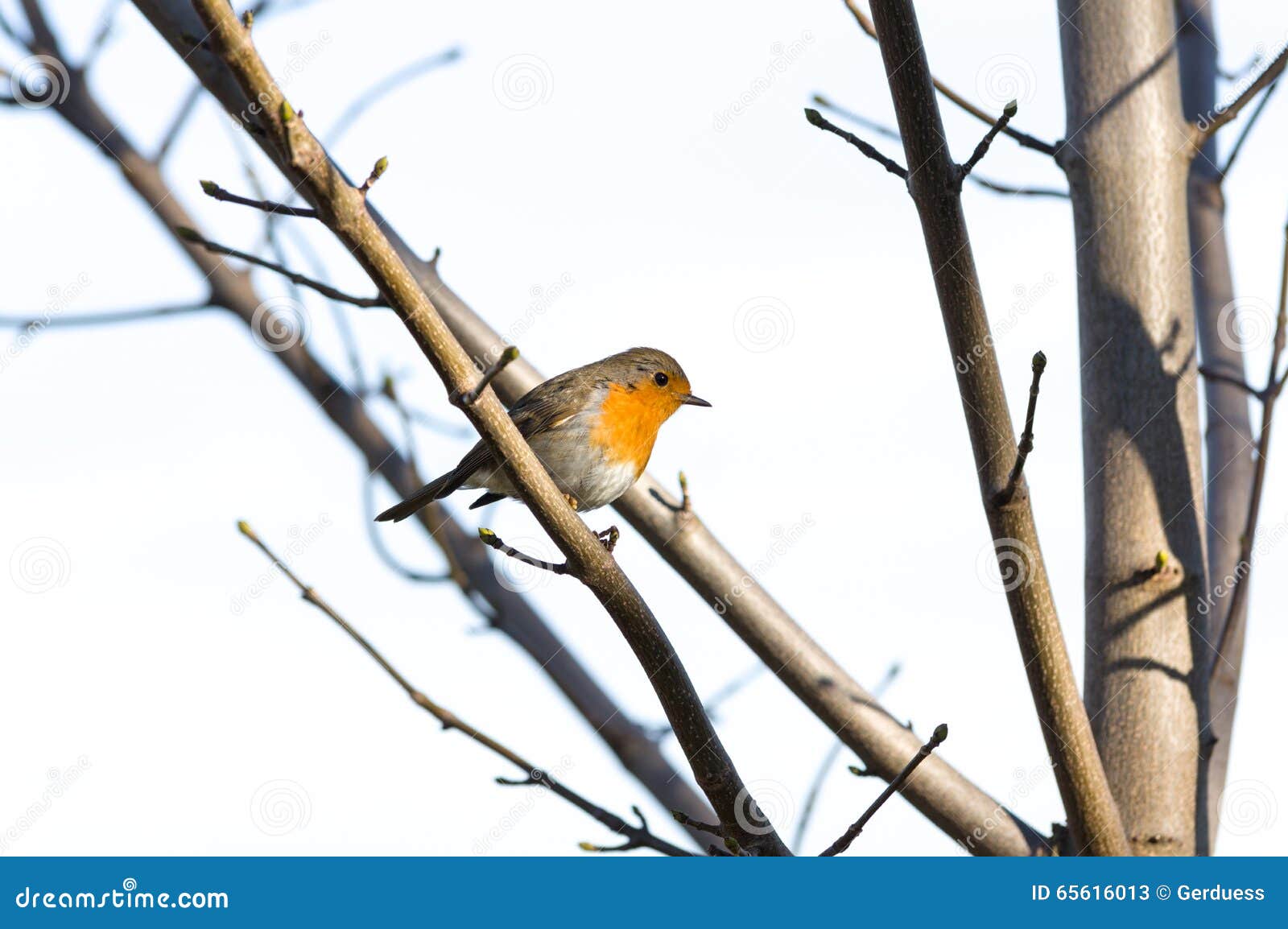 European Robin Redbreast - Erithacus Rubecula Melophilus Stock Image ...