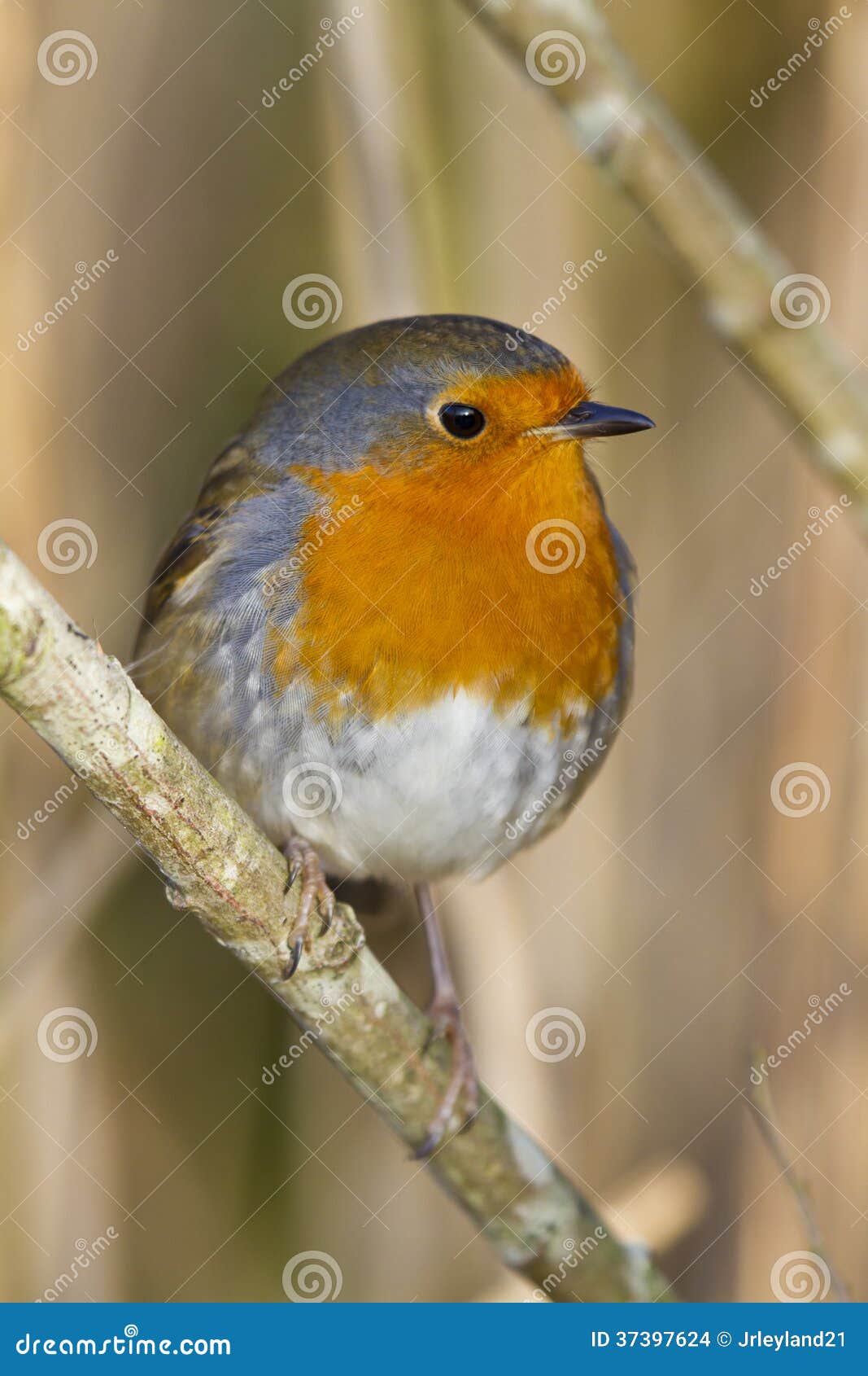 European Robin stock photo. Image of insectivorous, bird - 37397624