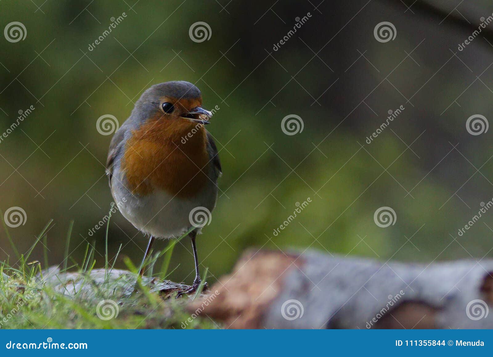 European Robin with Seed in Beak Stock Photo - Image of robin, beak ...