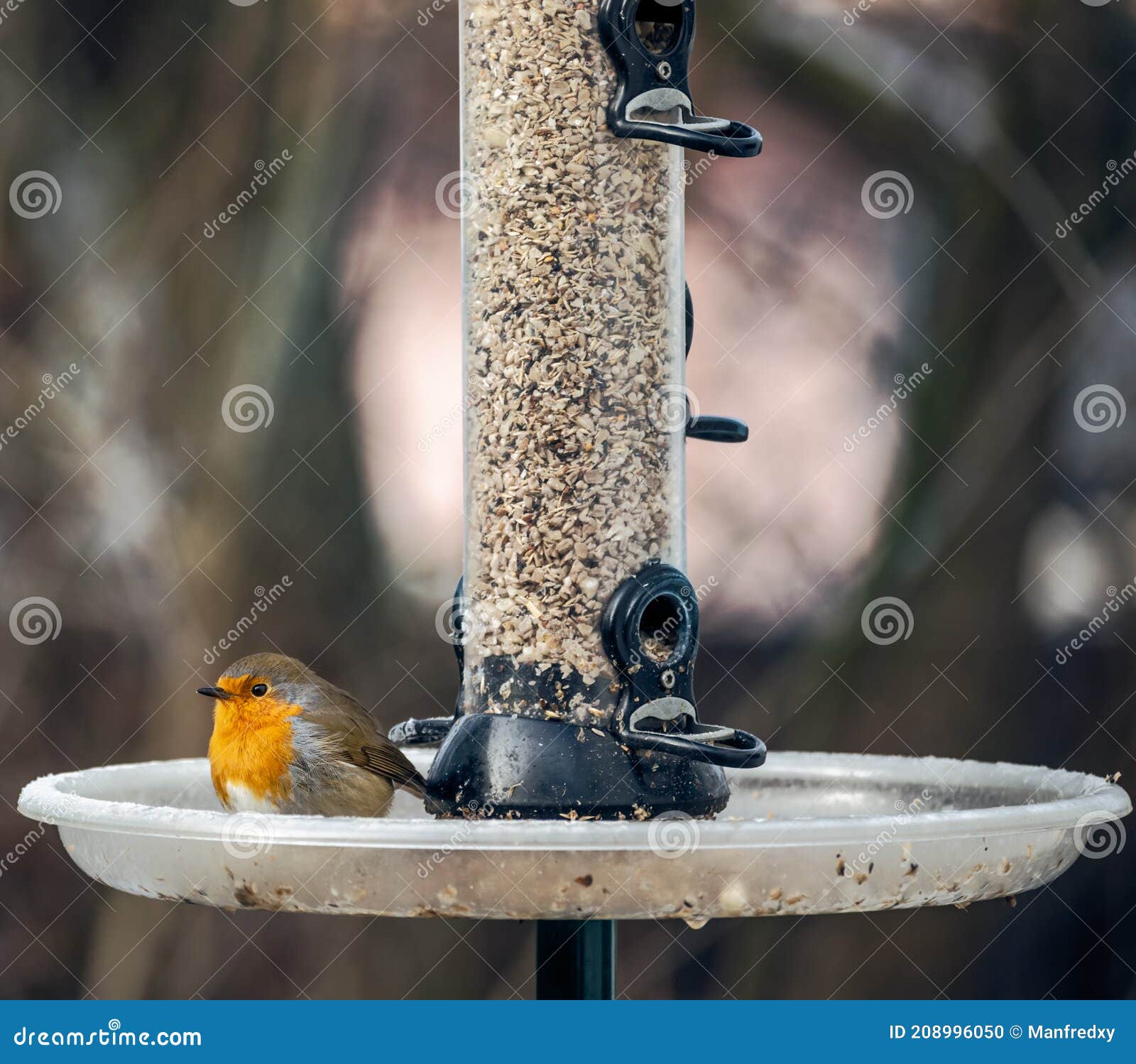 European Robin Sitting on a Bird Feeder Stock Photo - Image of cold ...