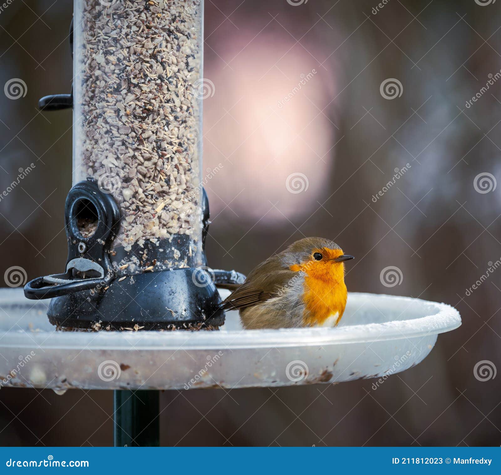 European Robin Sitting on a Bird Feeder Stock Image - Image of wildlife ...