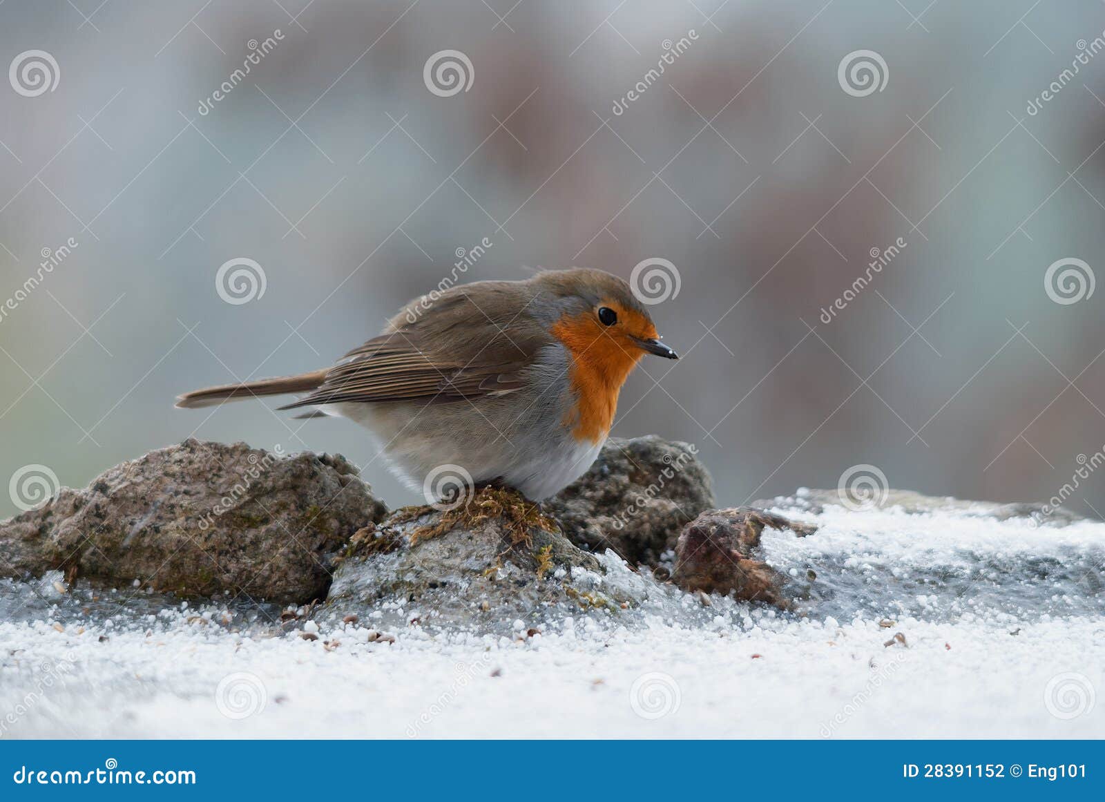 European Robin on snow stock photo. Image of snow, freeze - 28391152