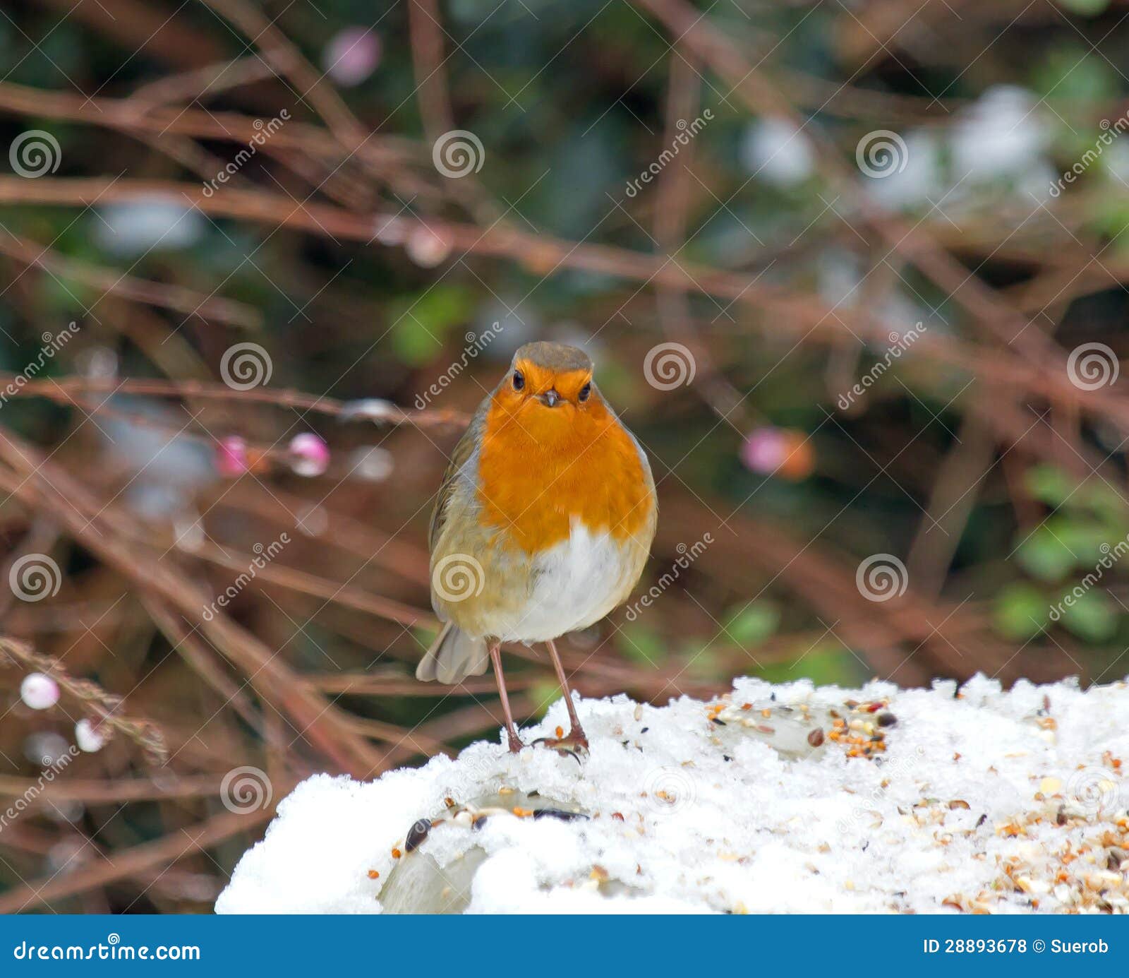 European Robin in snow stock photo. Image of robin, feeder - 28893678
