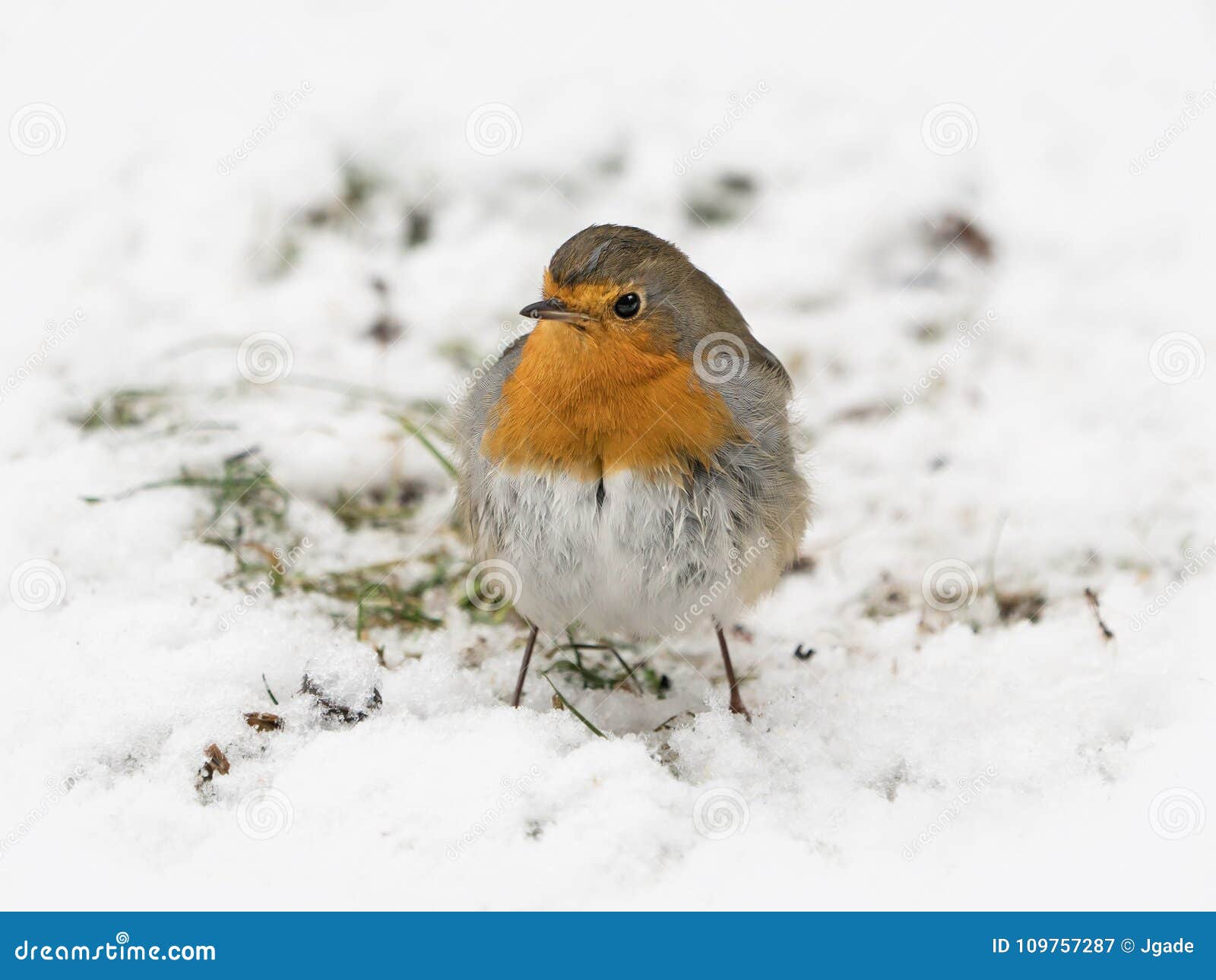 European robin in snow stock image. Image of garden - 109757287
