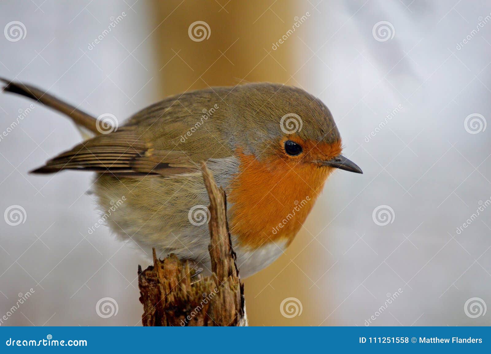 European Robin in the snow stock photo. Image of winter - 111251558
