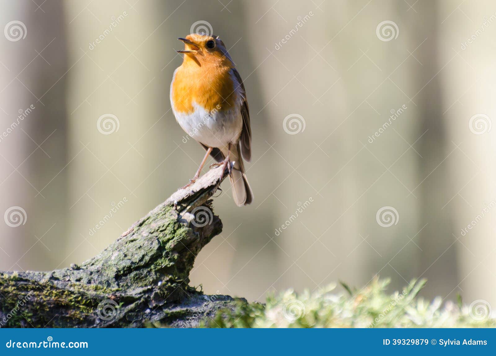 European robin stock image. Image of grey, birds, bird - 39329879