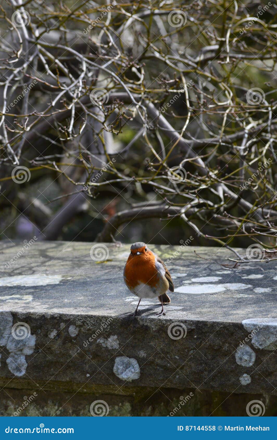 European Robin on Stone Wall. Stock Photo - Image of stone, robin: 87144558