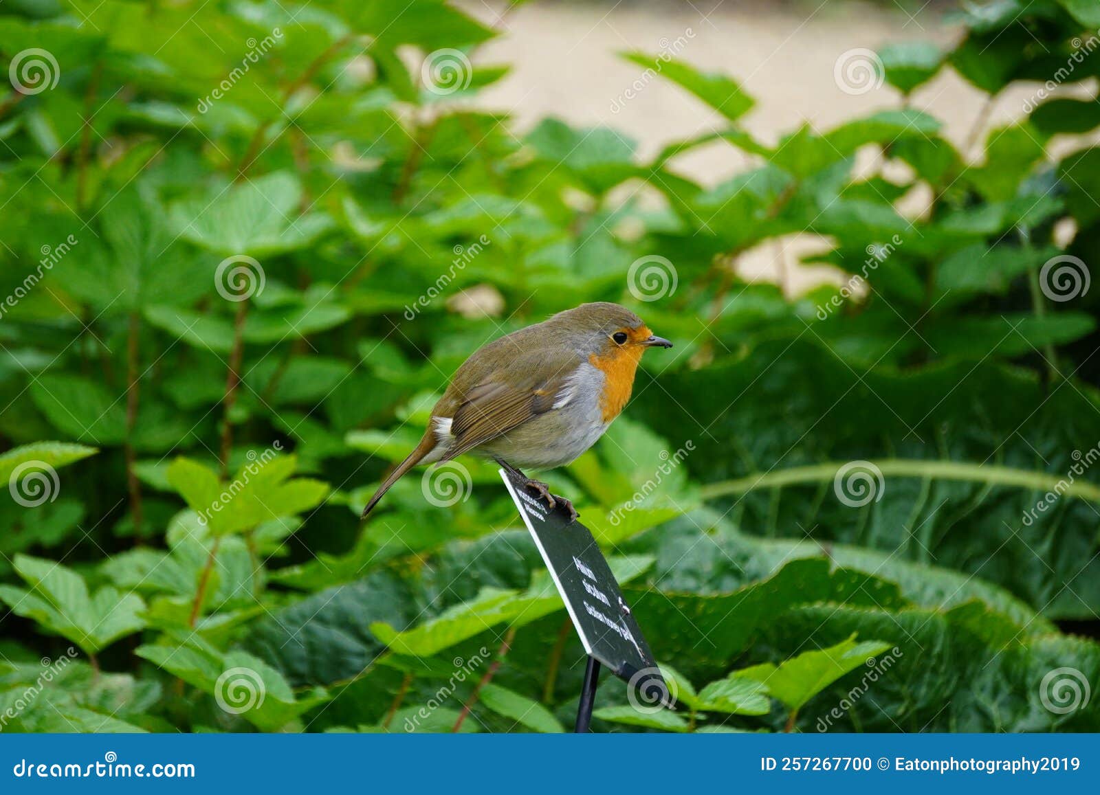 European robin in the sun stock photo. Image of aves - 257267700