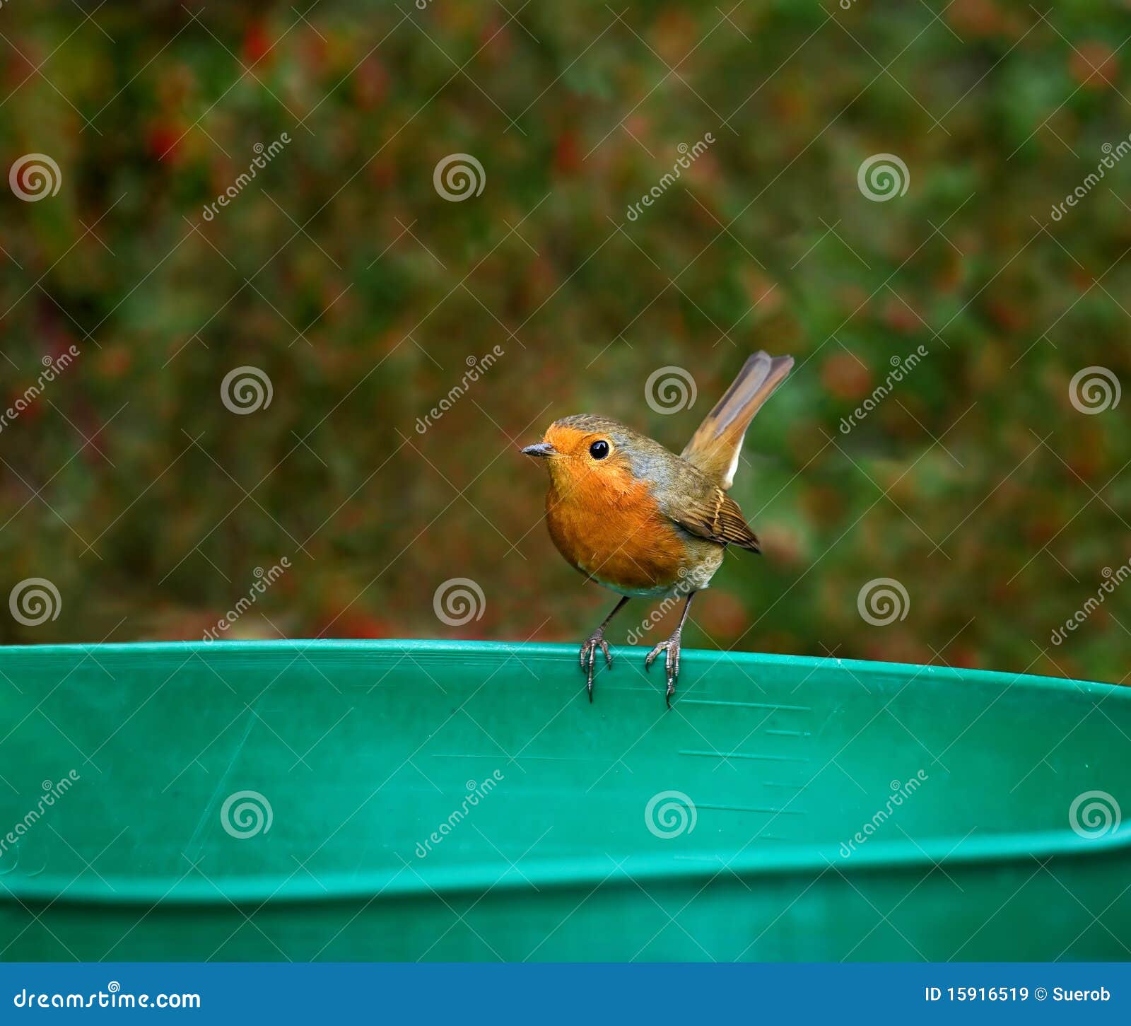 European Robin tail up stock image. Image of erithacus - 15916519