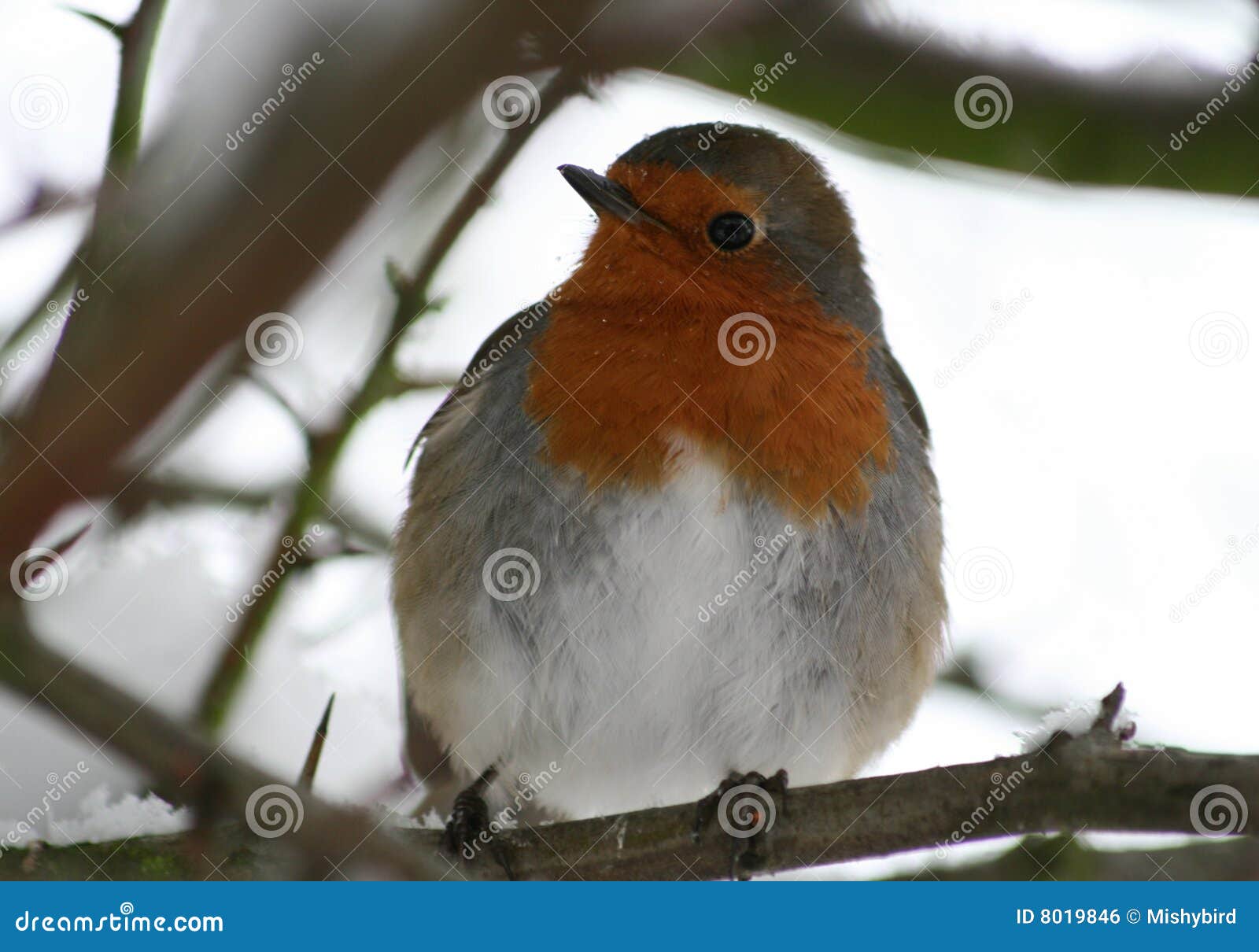 European robin in tree stock photo. Image of feathers - 8019846