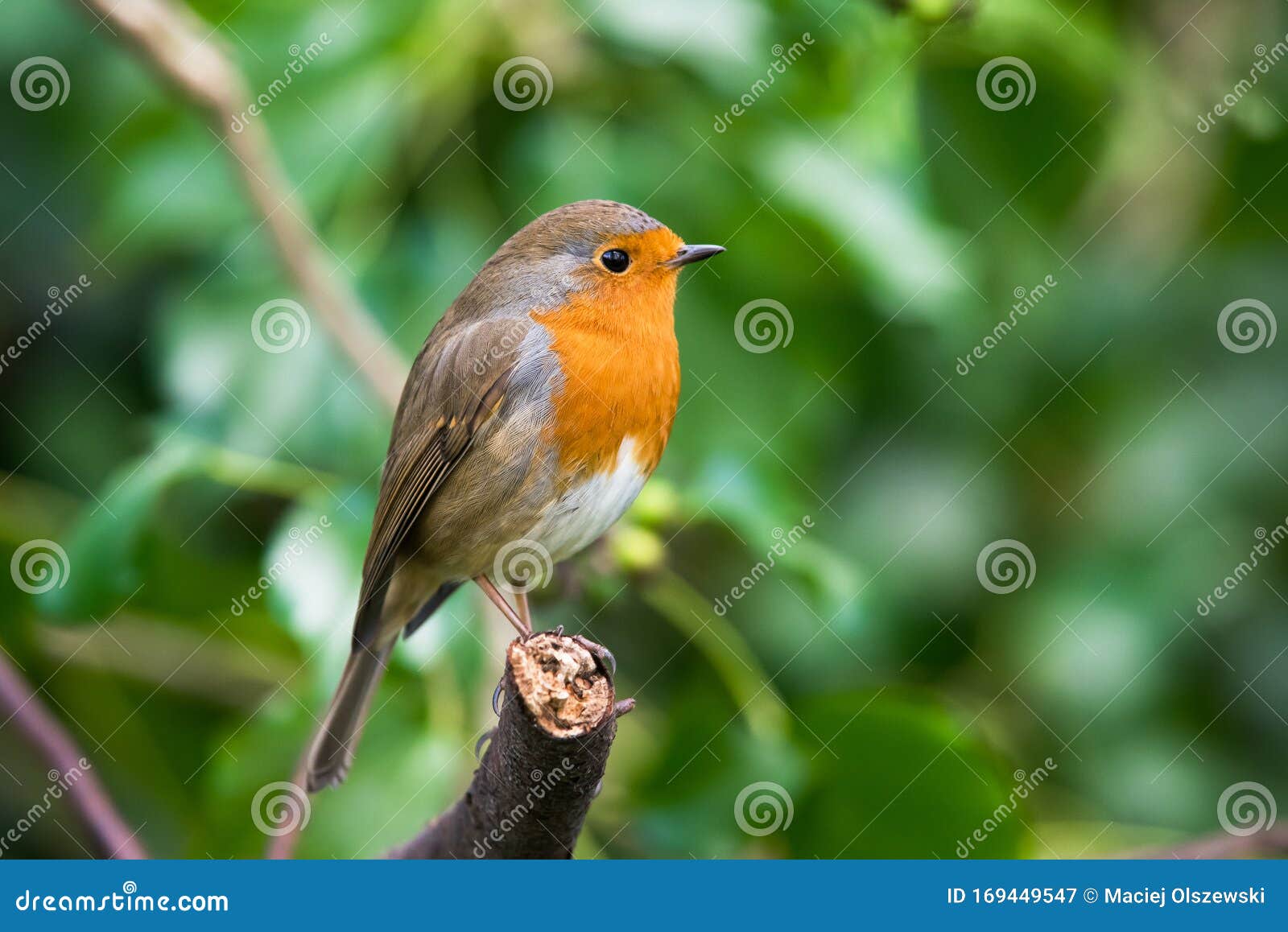 European Robinin, Robin, Erithacus Rubecula. Stock Image - Image of ...