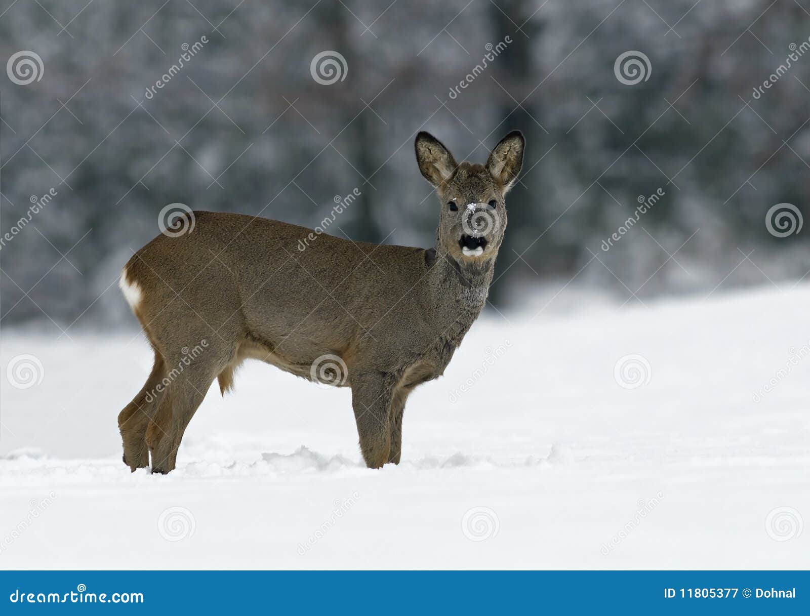 European Roe Deer (Capreolus Capreolus) Stock Image - Image of hunt ...