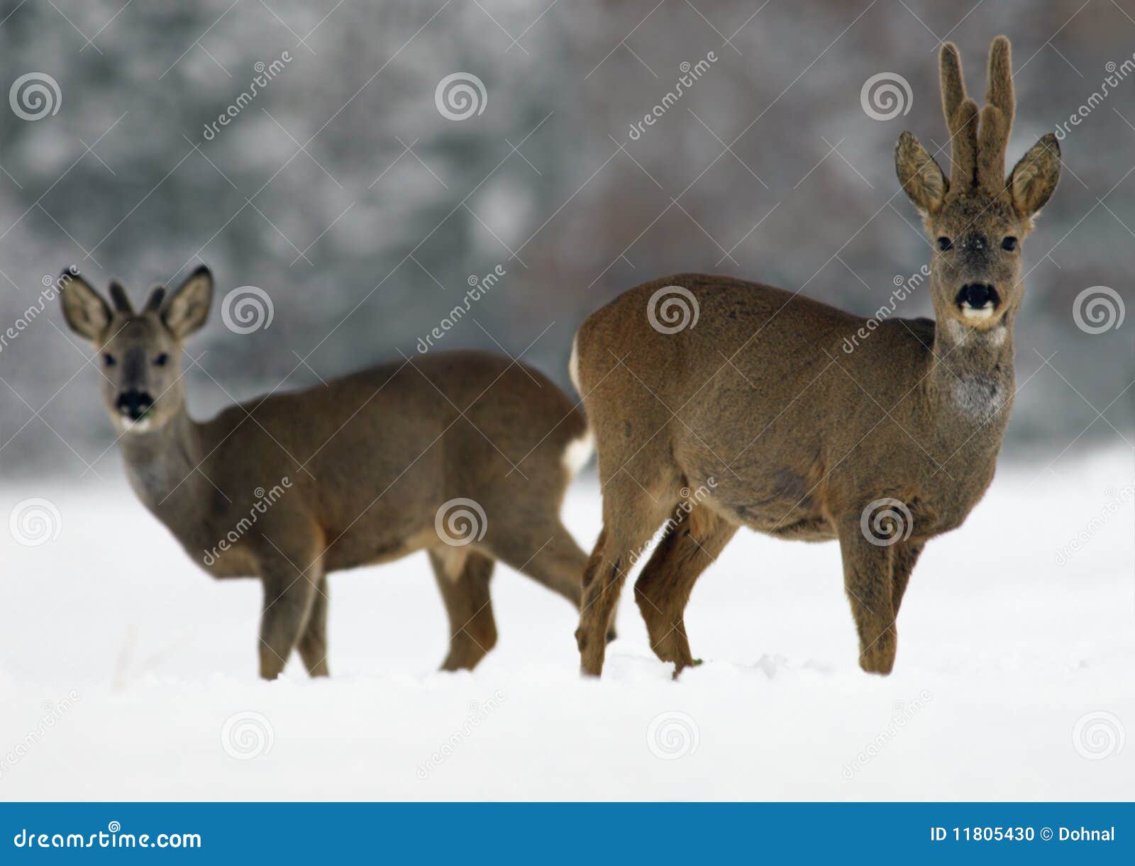 European Roe Deer (Capreolus Capreolus) Stock Photo - Image of animal ...