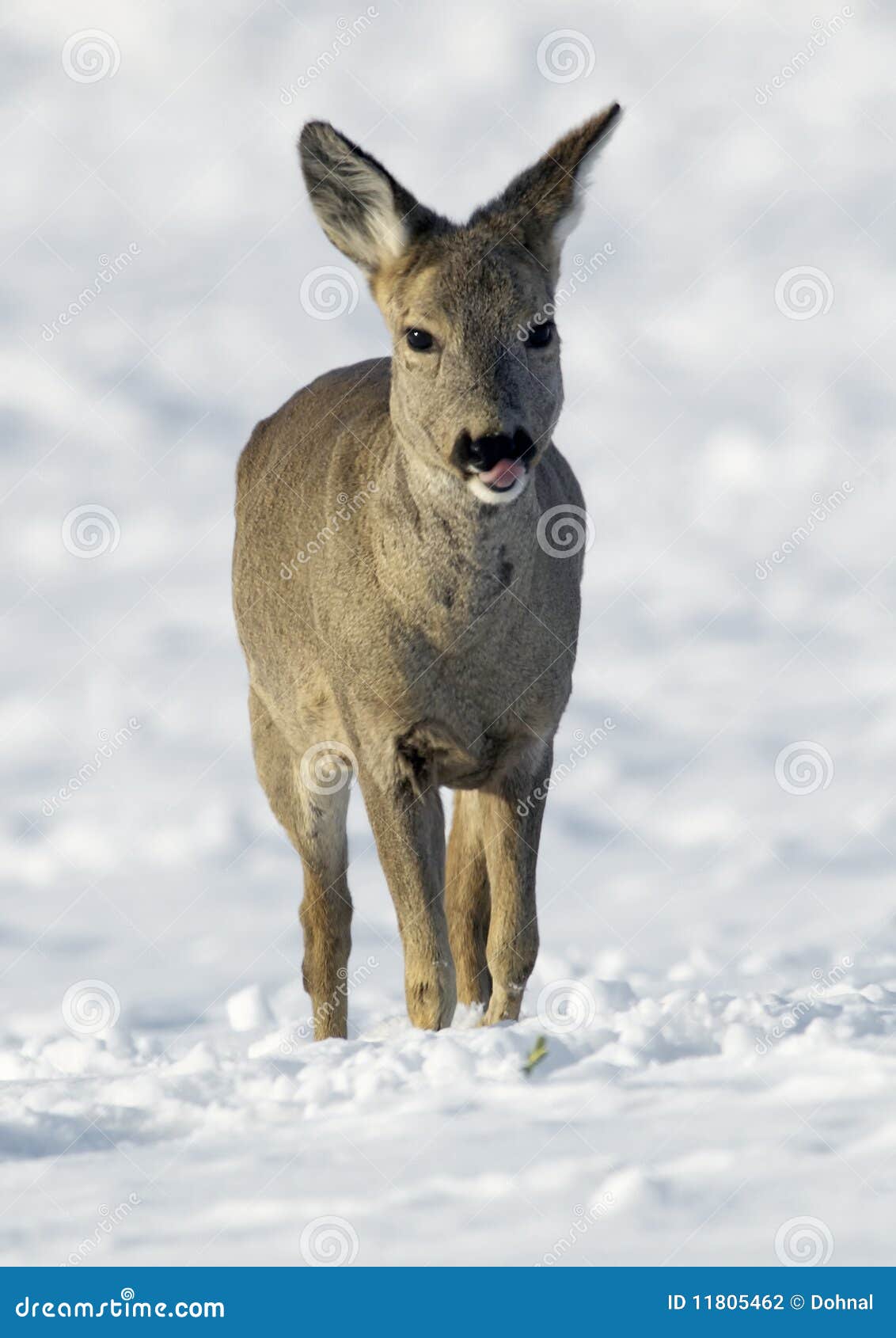 European Roe Deer (Capreolus Capreolus) Stock Photo - Image of hunt ...