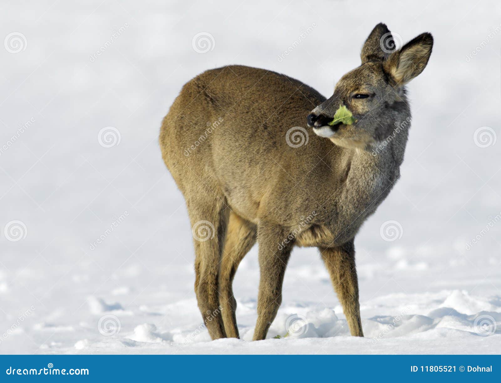 European Roe Deer (Capreolus Capreolus) Stock Image - Image of wildlife ...