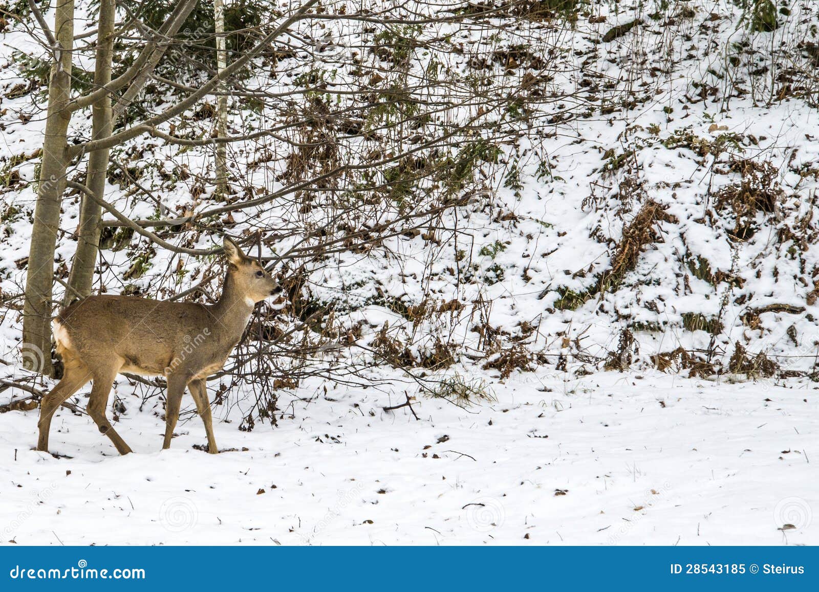 European Roe Deer (capreolus Capreolus), Doe Stock Image - Image of ...