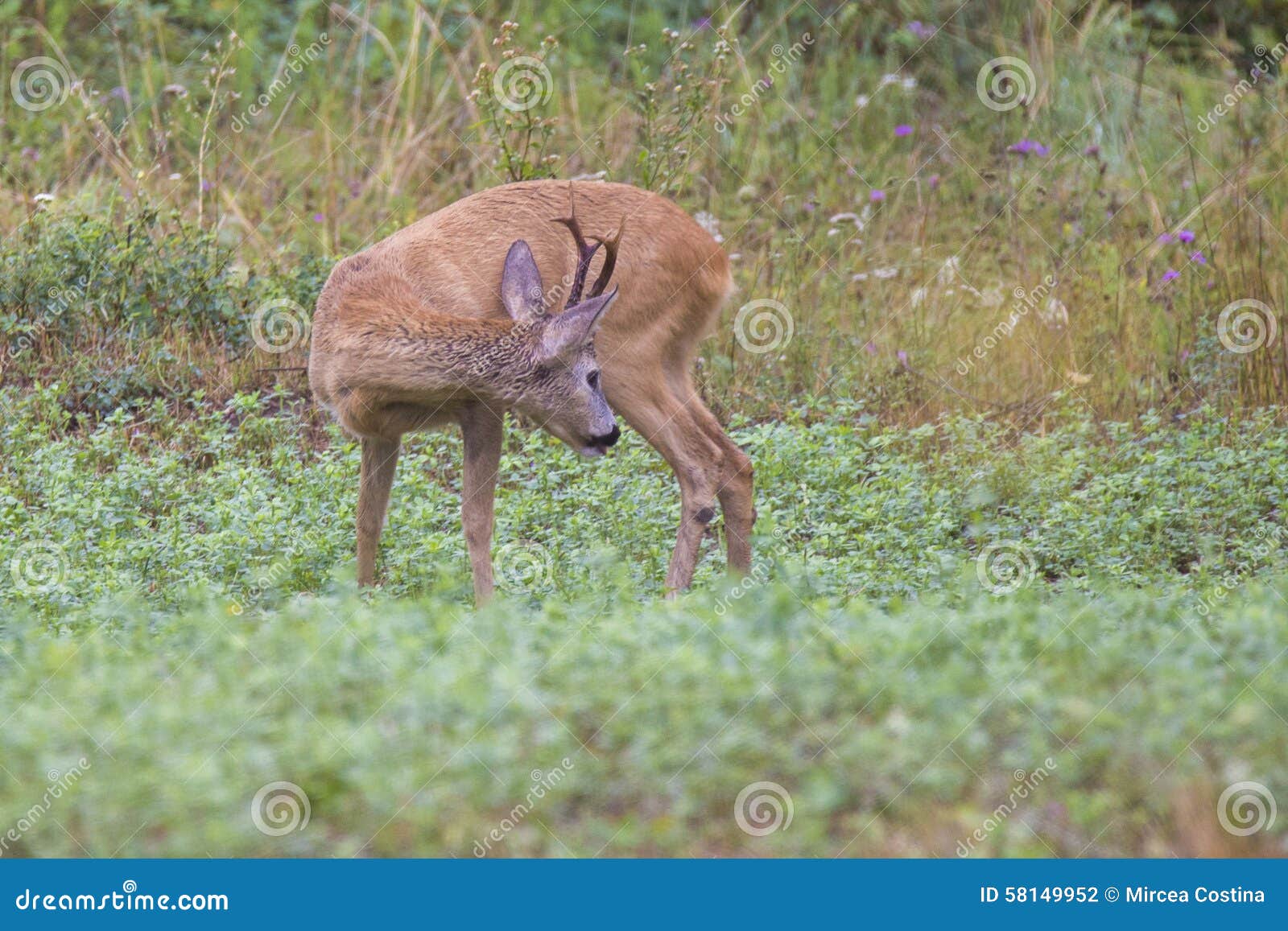 European roe deer stock photo. Image of wild, male, food - 58149952
