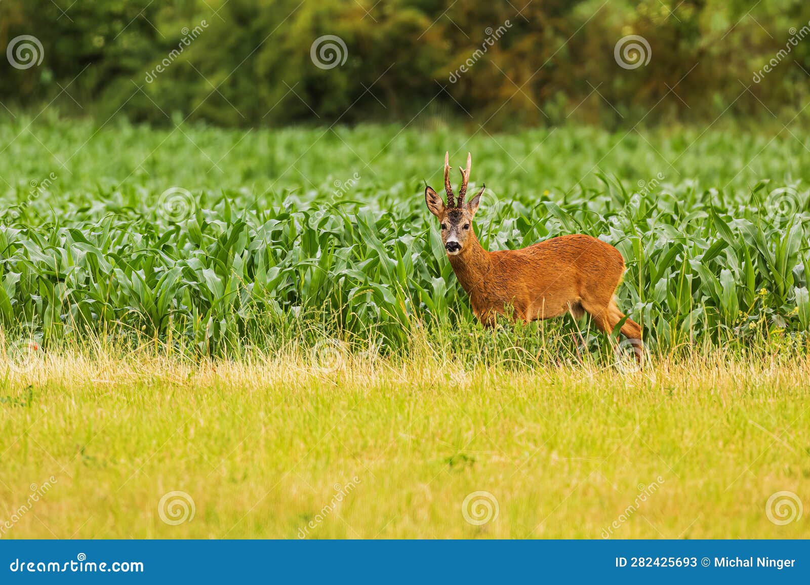 European Roe Deer (Capreolus Capreolus), in Front of a Field of Corn ...