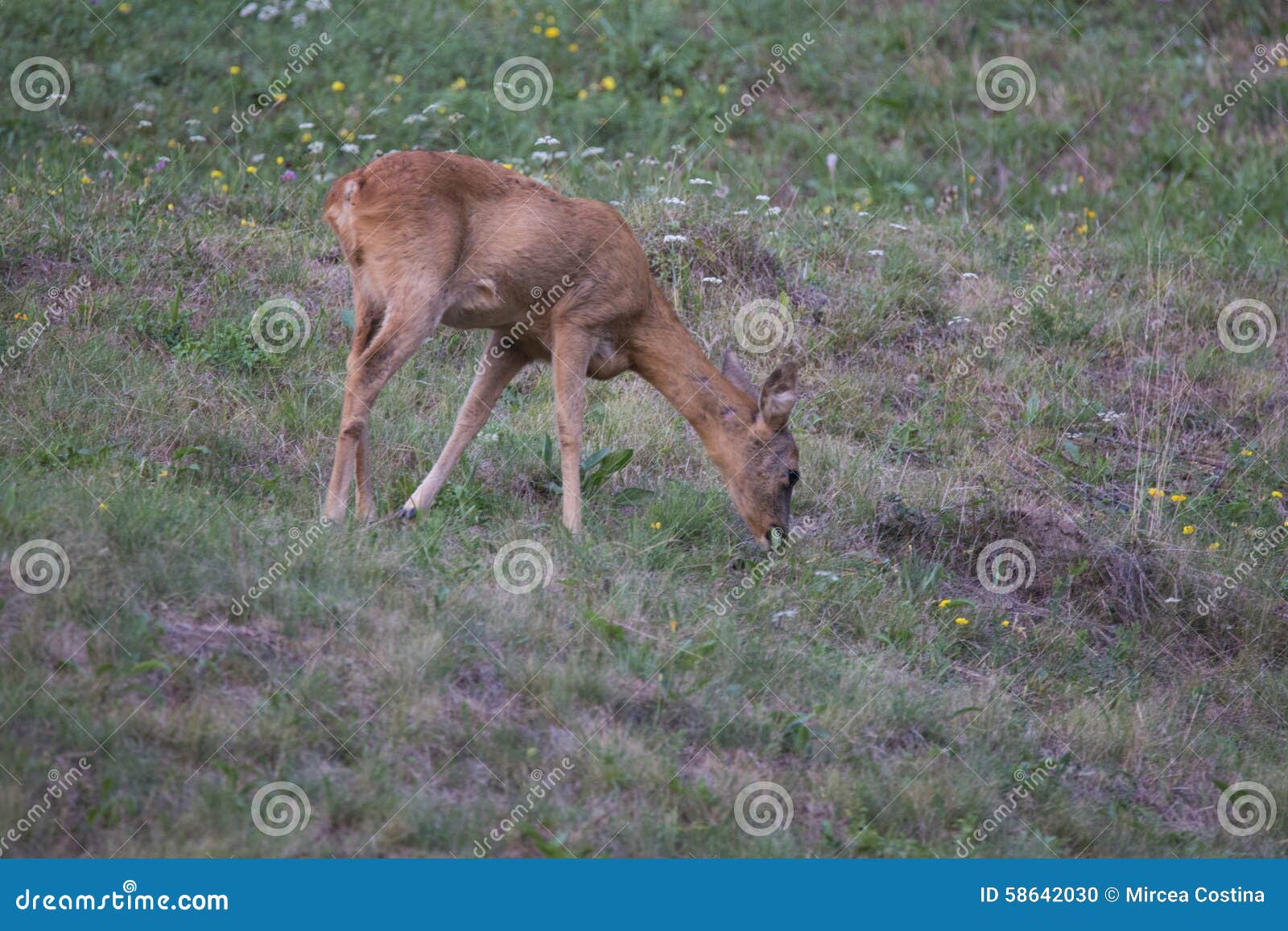 European roe deer doe stock photo. Image of wildlife - 58642030