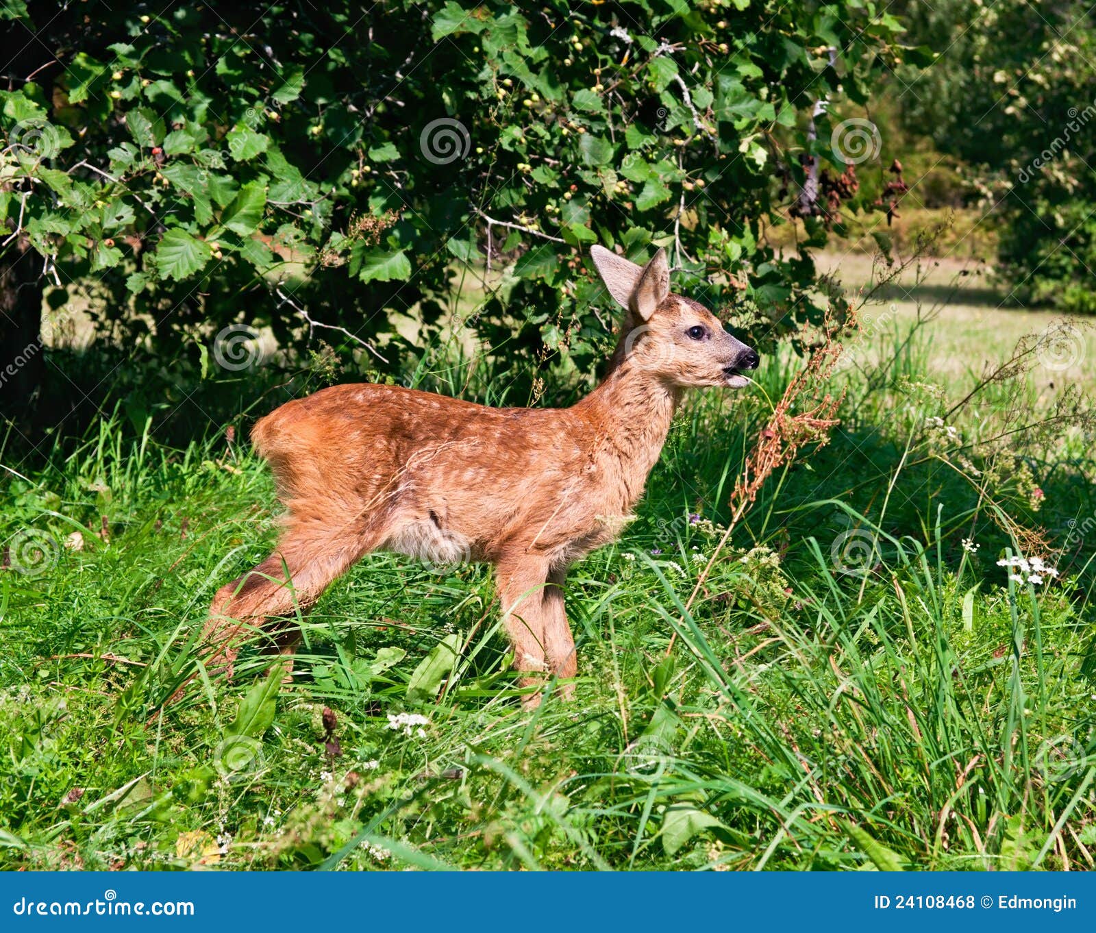 European roe deer fawn stock photo. Image of hunting - 24108468