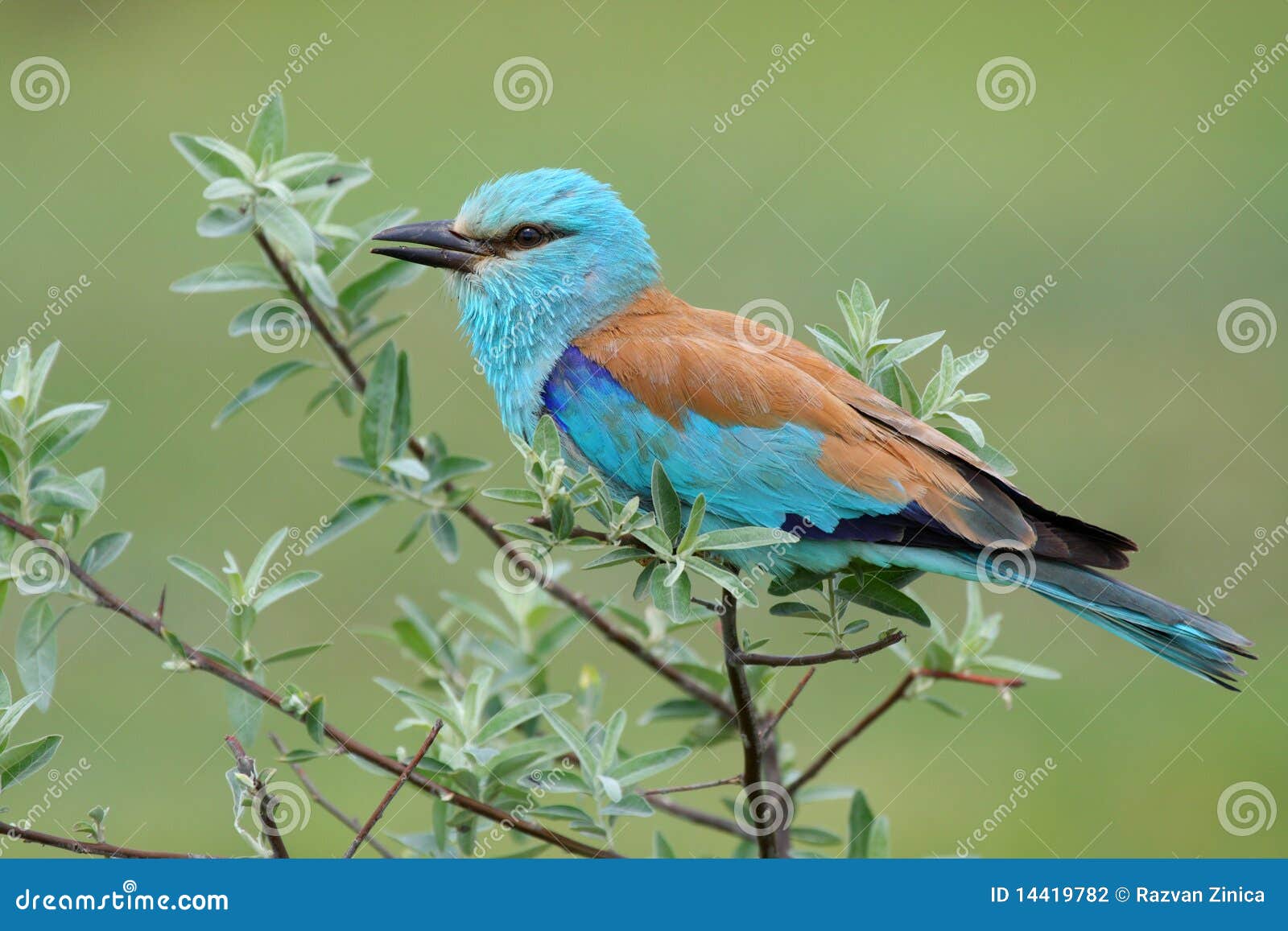 European roller stock photo. Image of colourful, african - 14419782