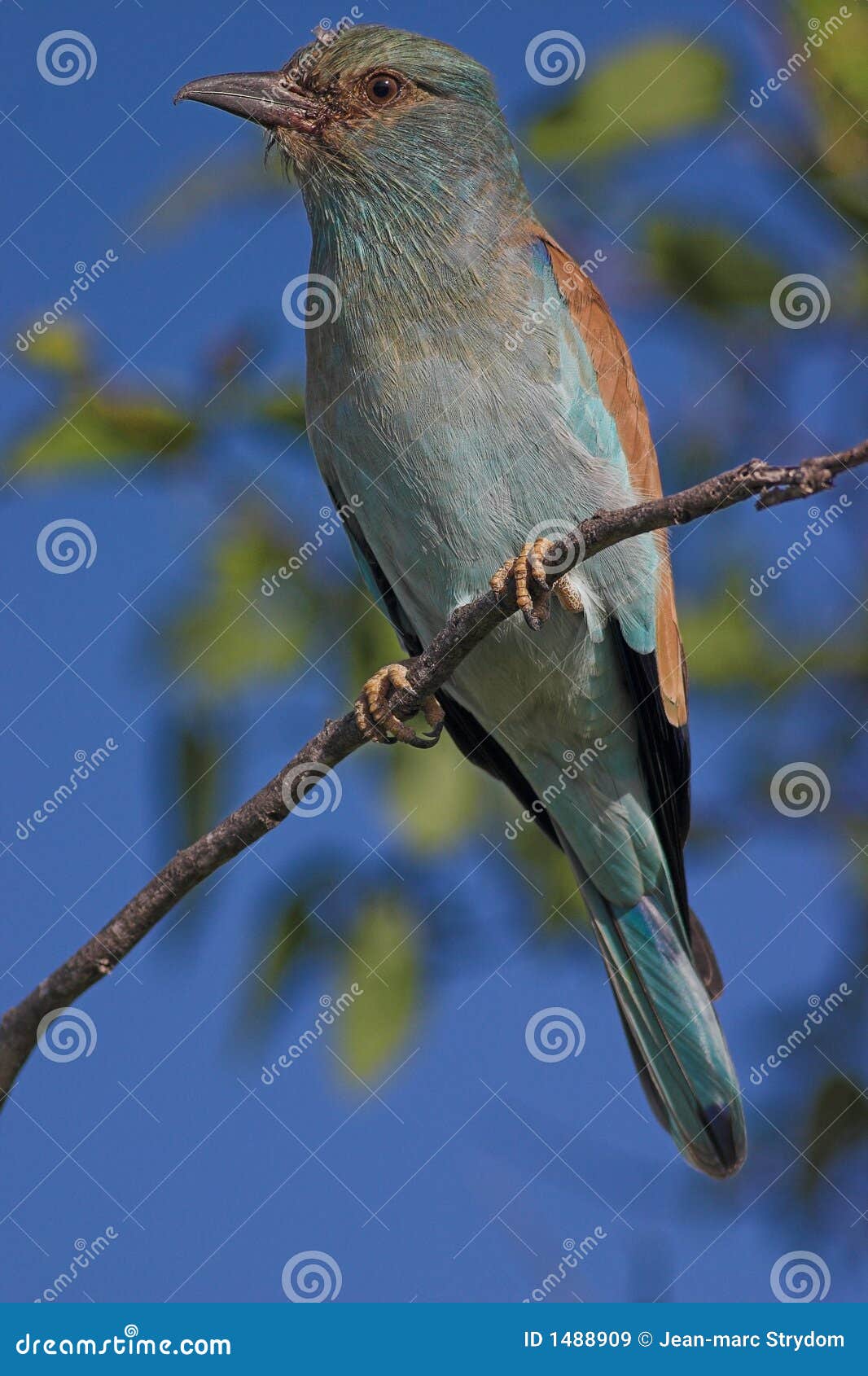 European Roller stock image. Image of bush, blue, africa - 1488909