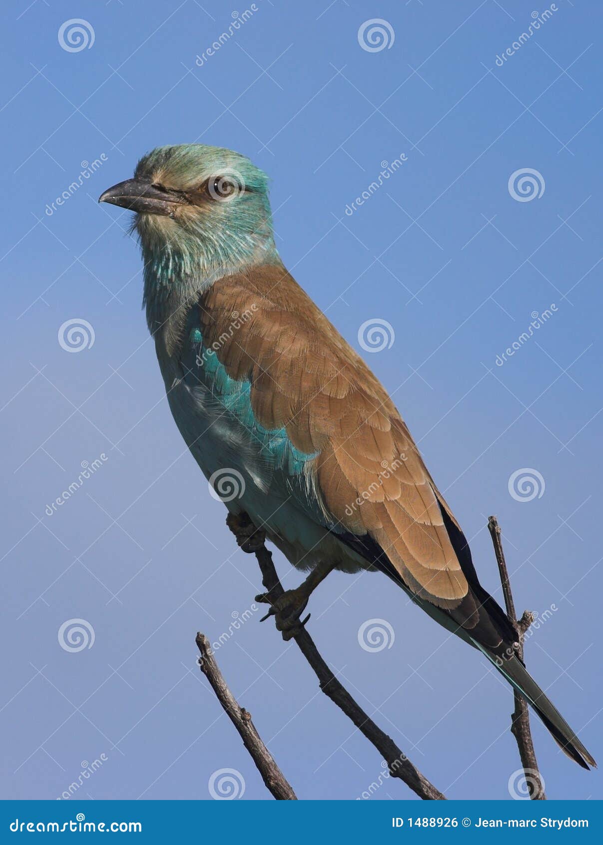European Roller stock photo. Image of bright, wilderness - 1488926