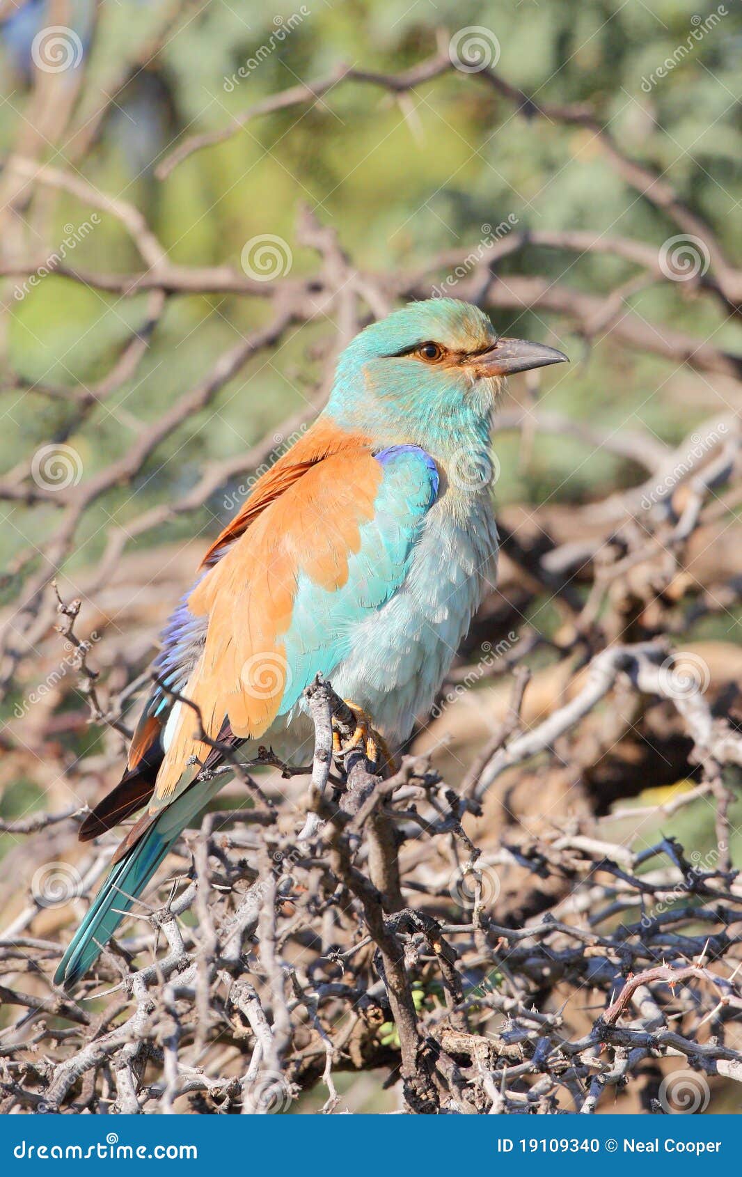 European Roller stock photo. Image of coracias, bird - 19109340