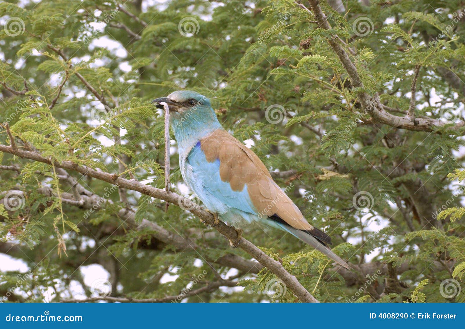 European Roller stock photo. Image of snake, roller, perched - 4008290