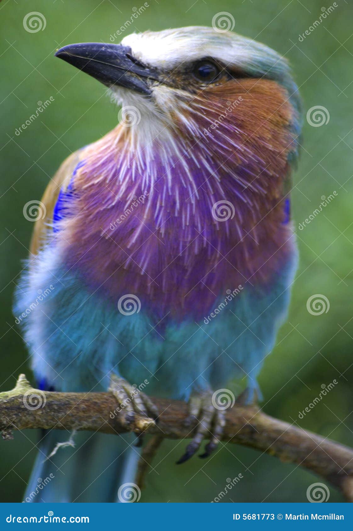 The European Roller Coracias Garrulus Sitting On The Dry Branch ...