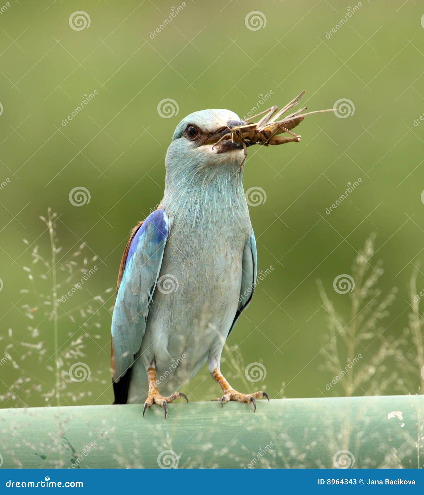 The European Roller Coracias Garrulus Sitting On The Dry Branch ...