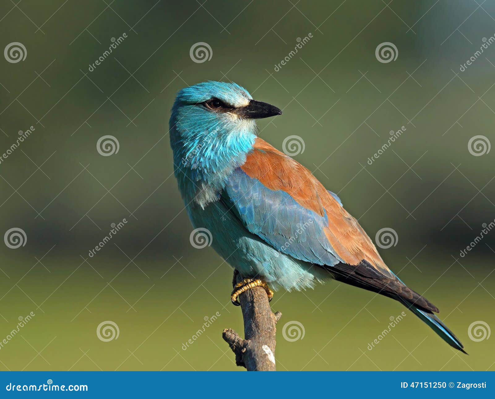 European Roller Stock Photo | CartoonDealer.com #51793812