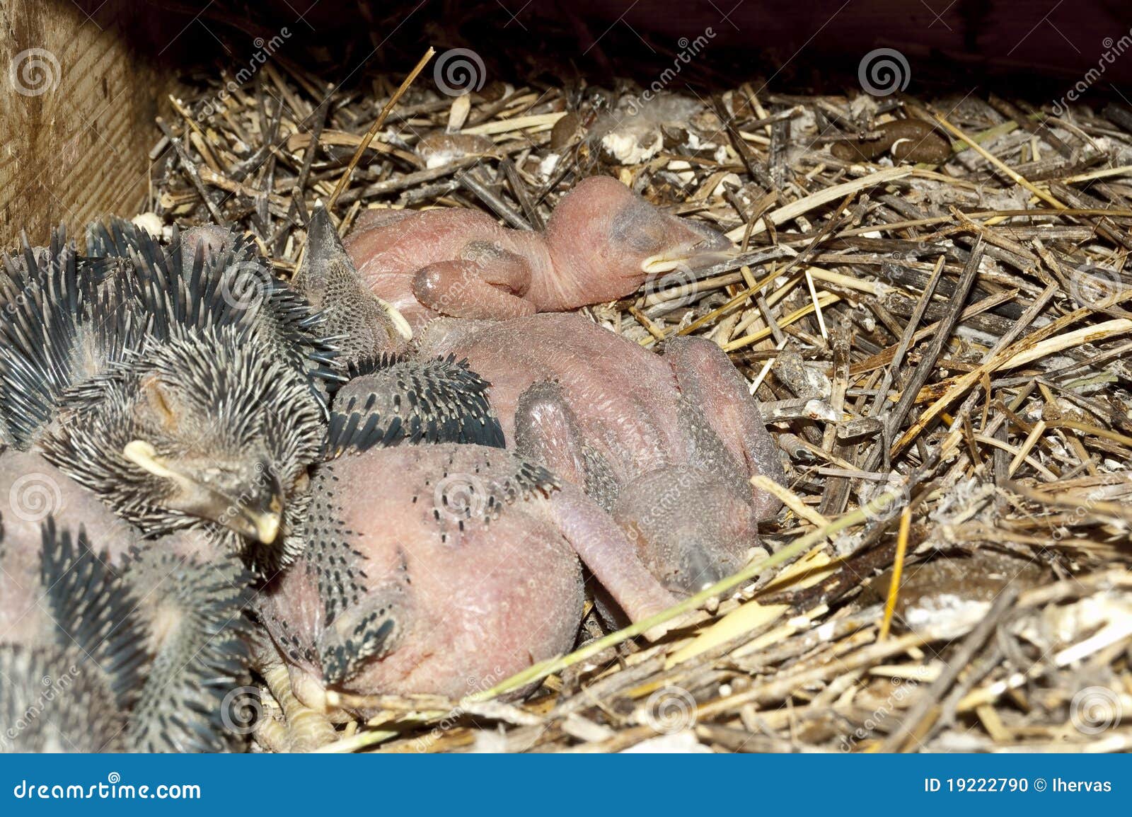 European Roller Chicks (Coracias Garrulus) Stock Photo - Image of ...