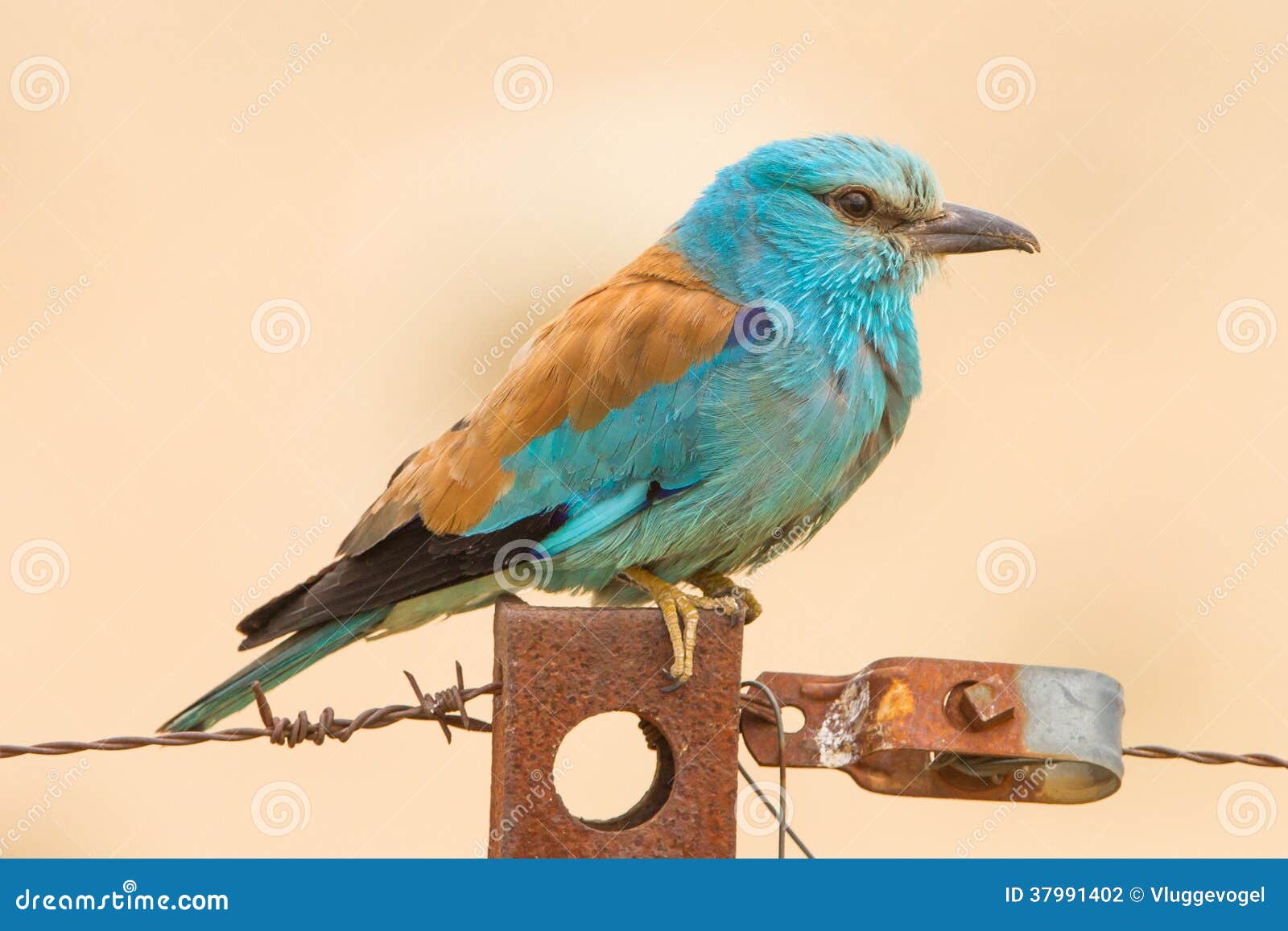 European roller close up stock photo. Image of outdoor - 37991402