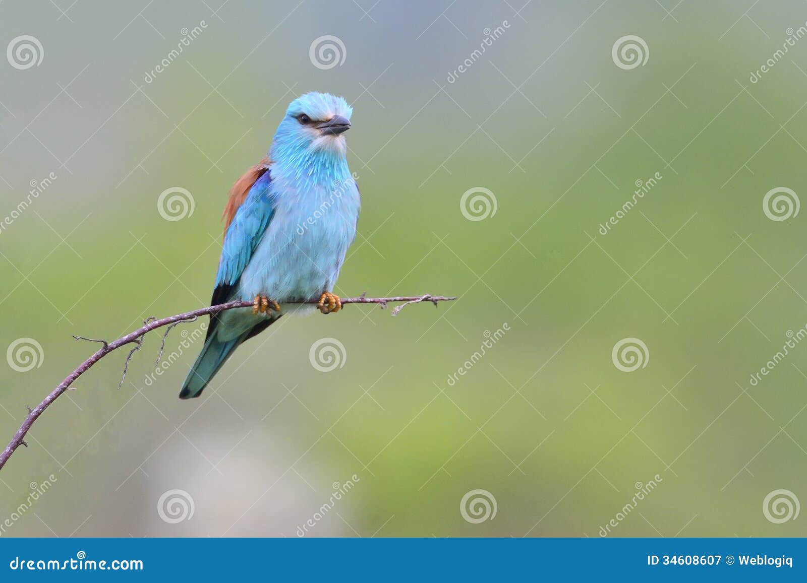 European Roller stock image. Image of bulgaria, migratory - 34608607